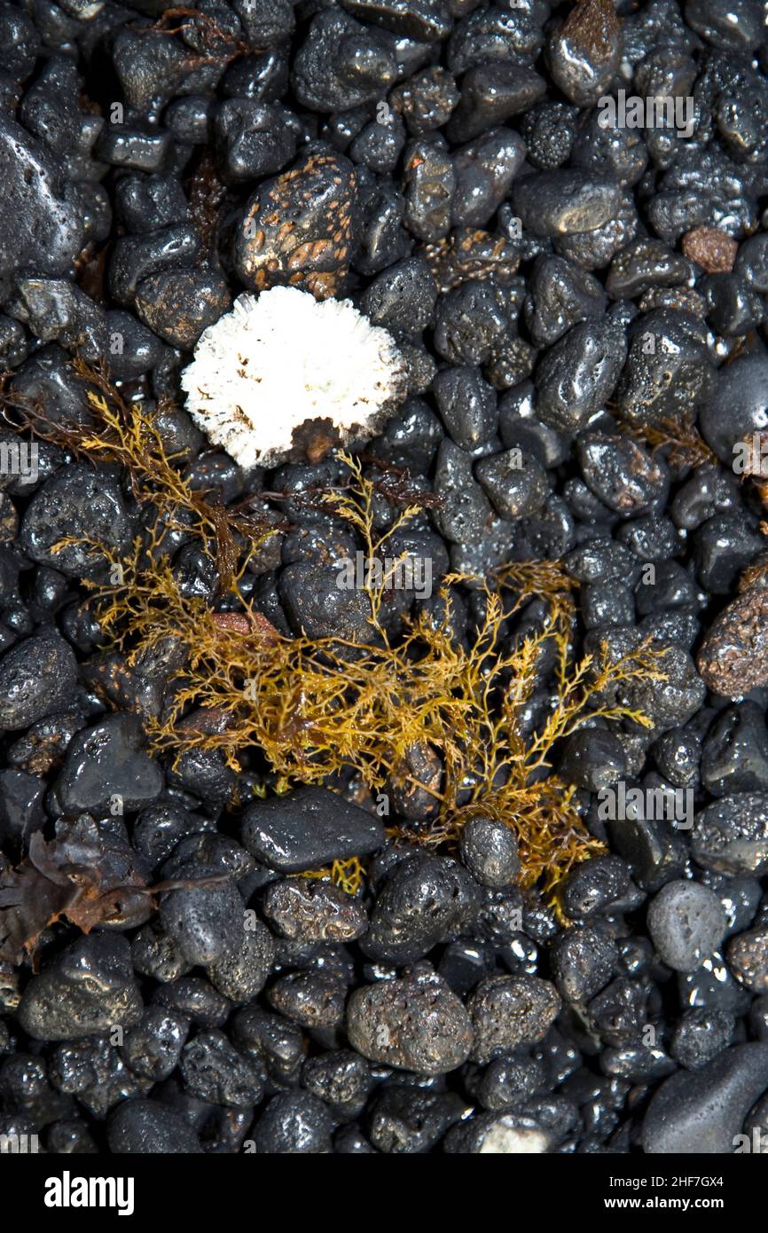 beautiful structure with sea flora at the vulcanic black beach Stock ...