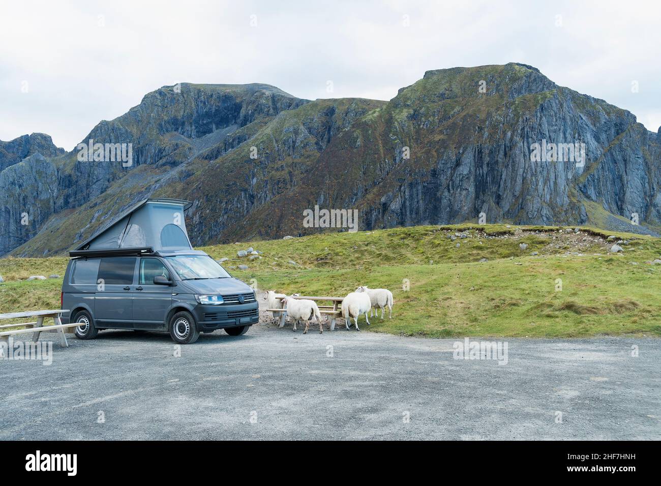 Norway, Lofoten, Vestvagøya, Eggum, rest area, camper, sheep Stock ...