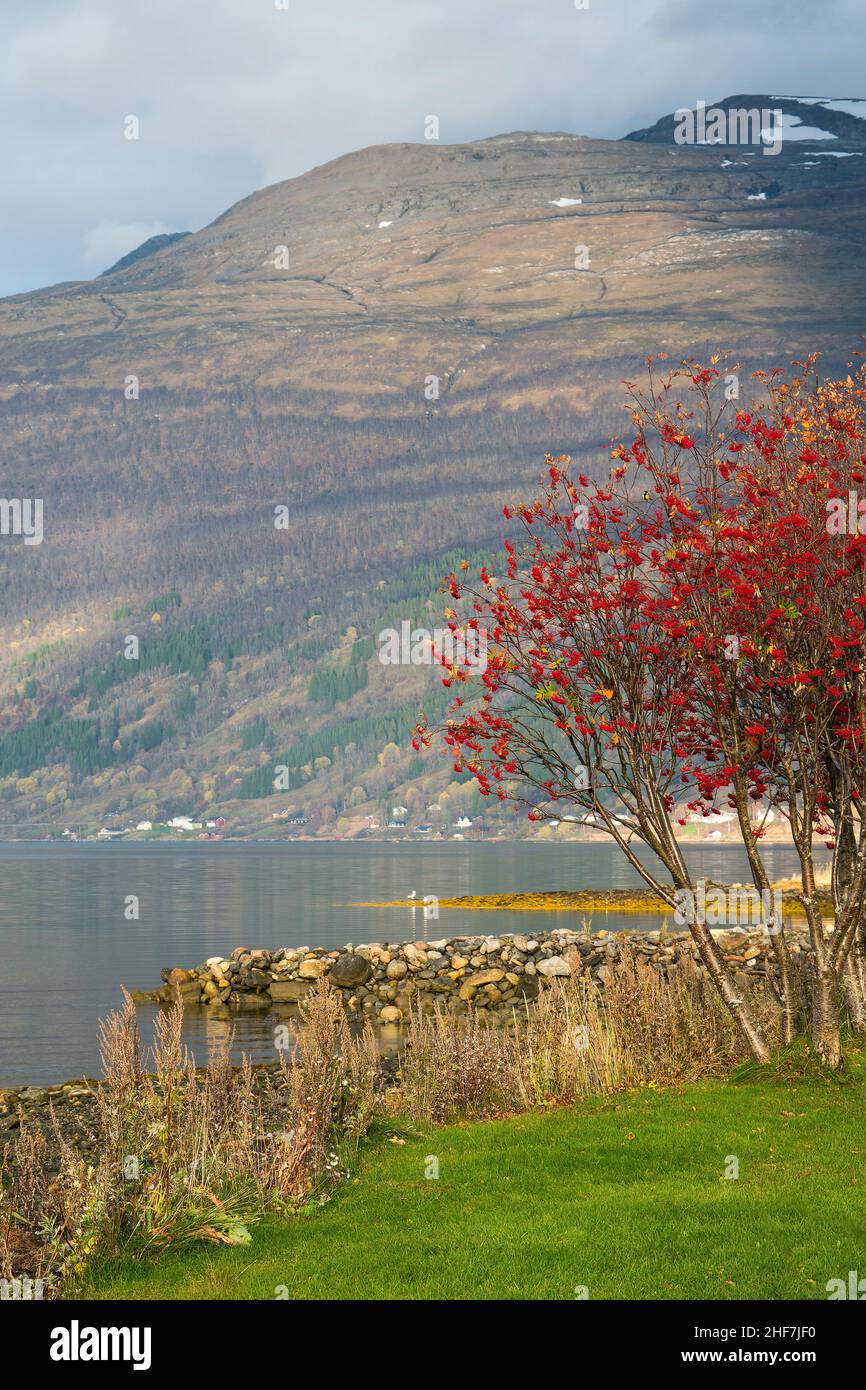 Norway, Lavangen Fjord, morning mood Stock Photo - Alamy