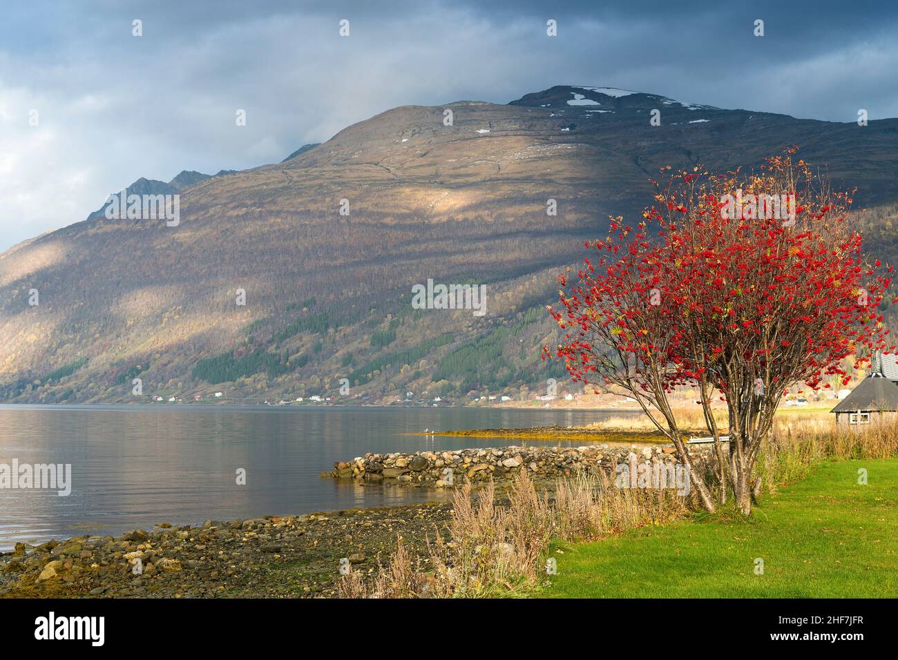 Shining rowanberry tree hi-res stock photography and images - Alamy