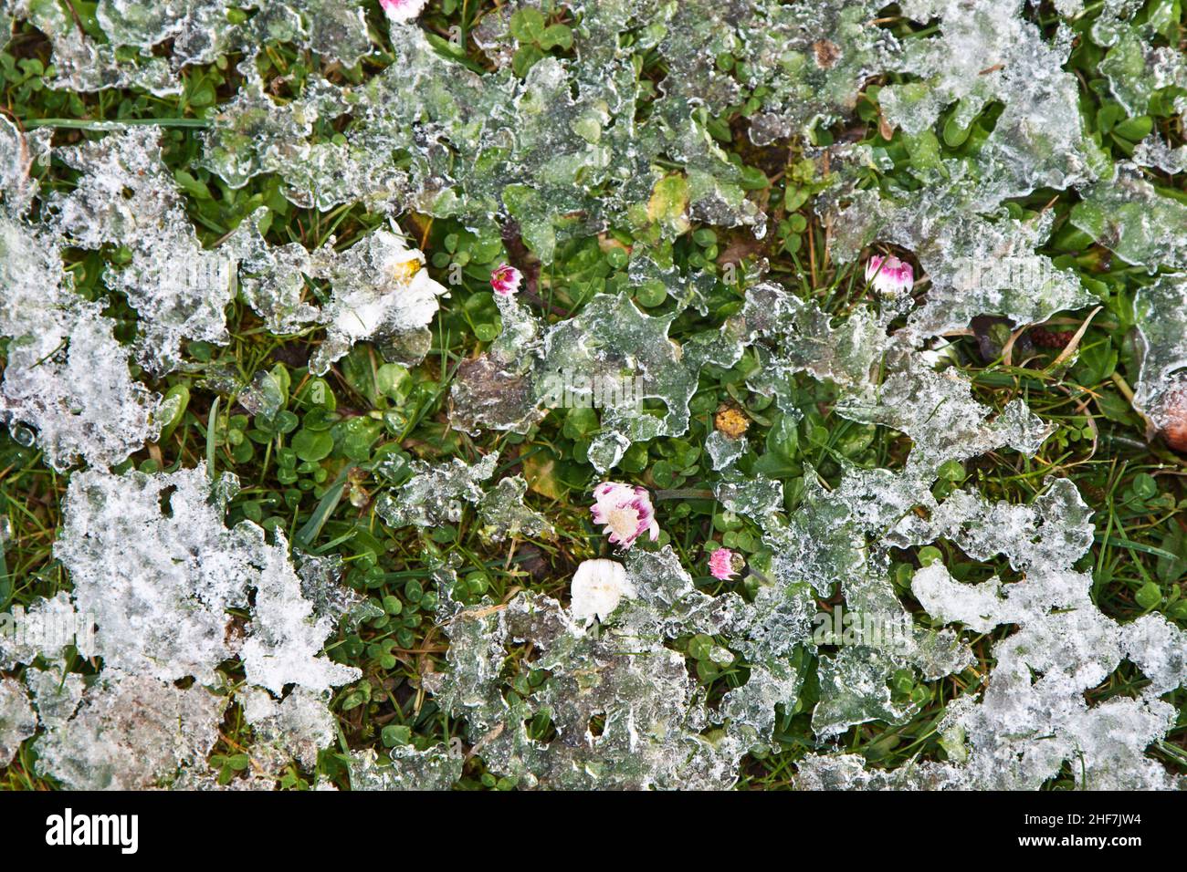 thawing on the green grass with daisys and other grass flowers Stock ...