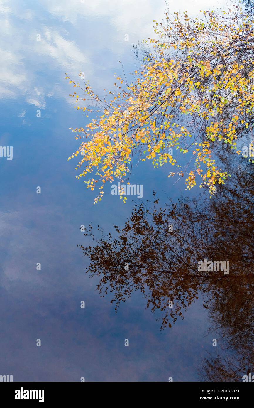 Sweden, Västerbottens Län, Umeå, Umeälvens Delta nature reserve ...