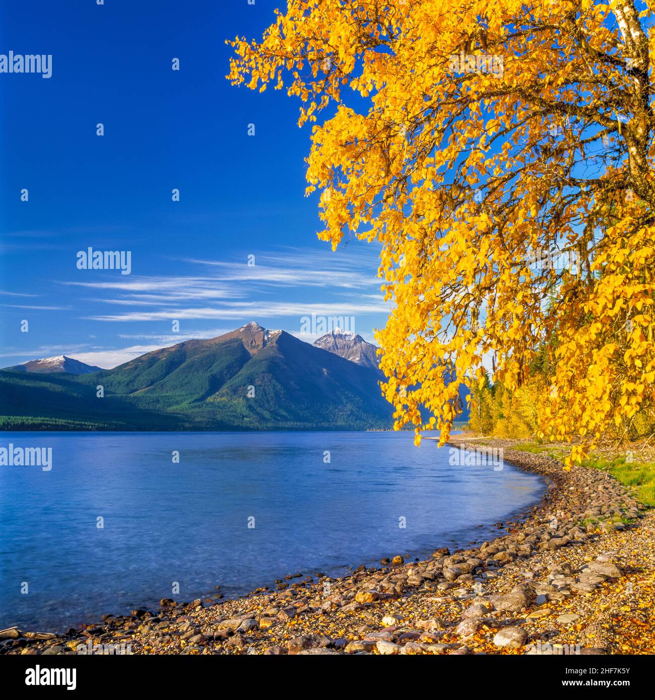 fall colors of birch along lake mcdonald in glacier national park ...