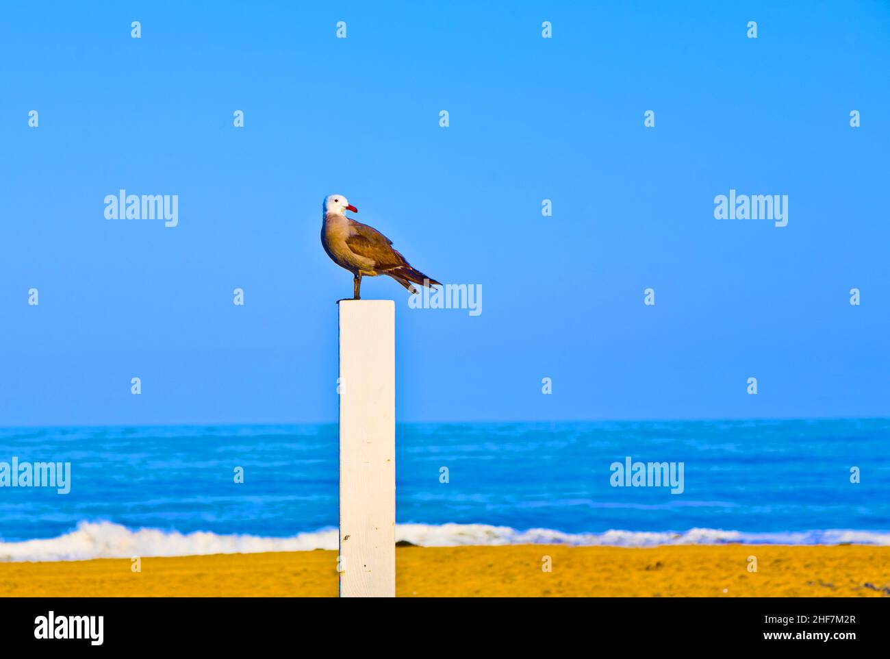 seagul sitting on a trunk for volleyball at the beach and watches the ...