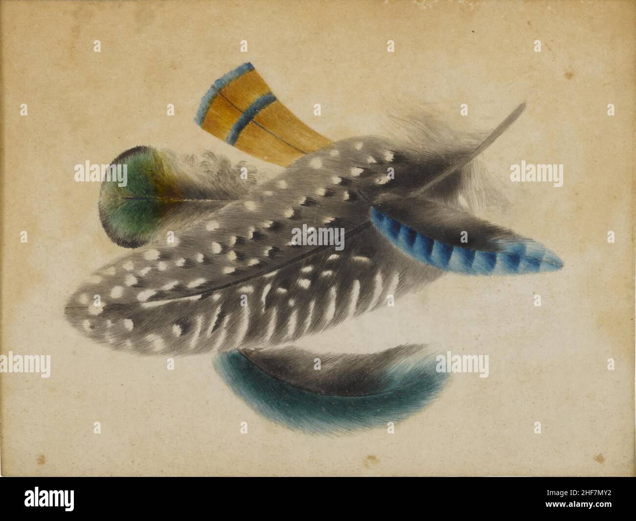 Five feathers hi-res stock photography and images - Alamy