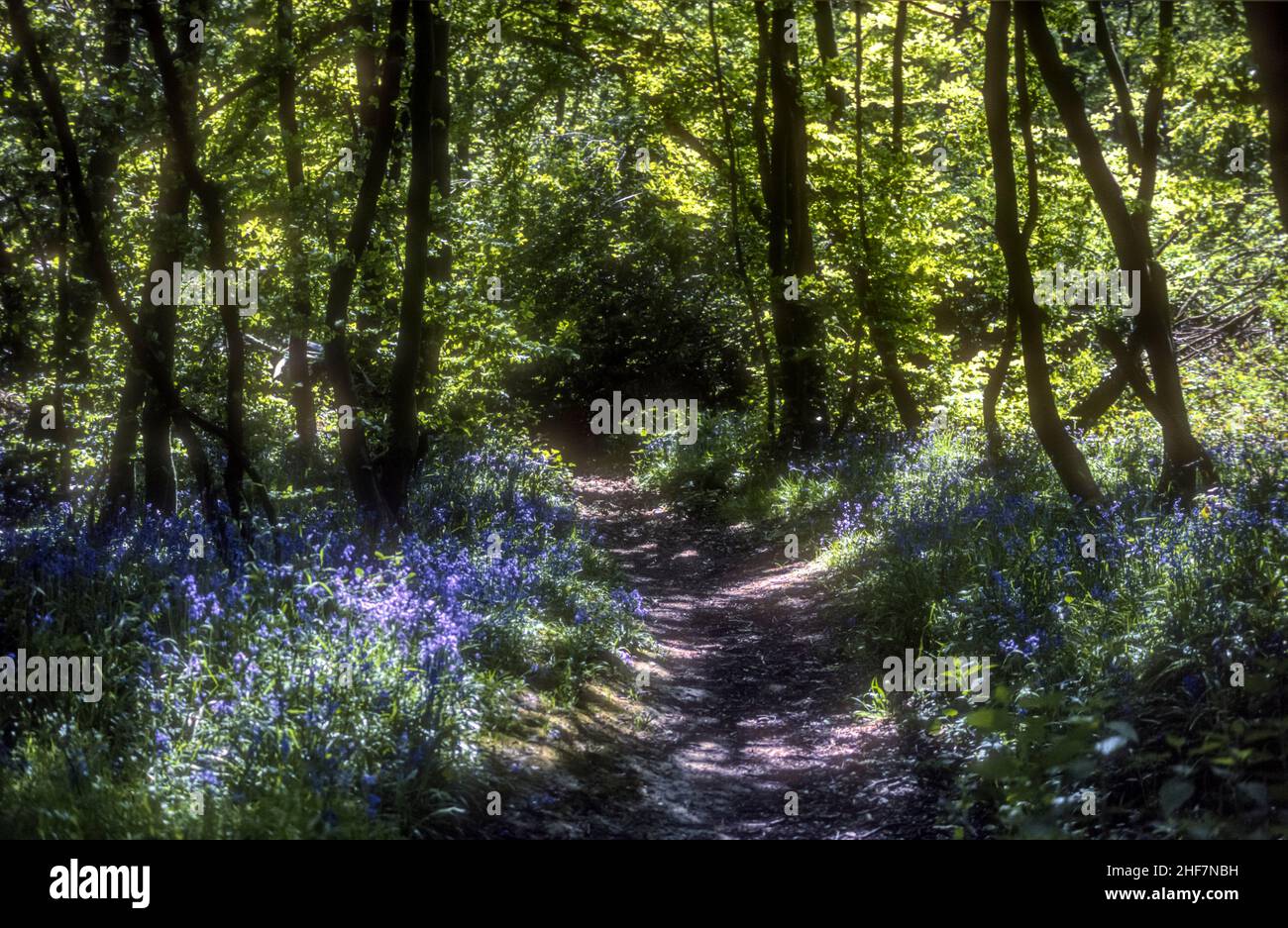 Blean woods kent bluebell hi-res stock photography and images - Alamy