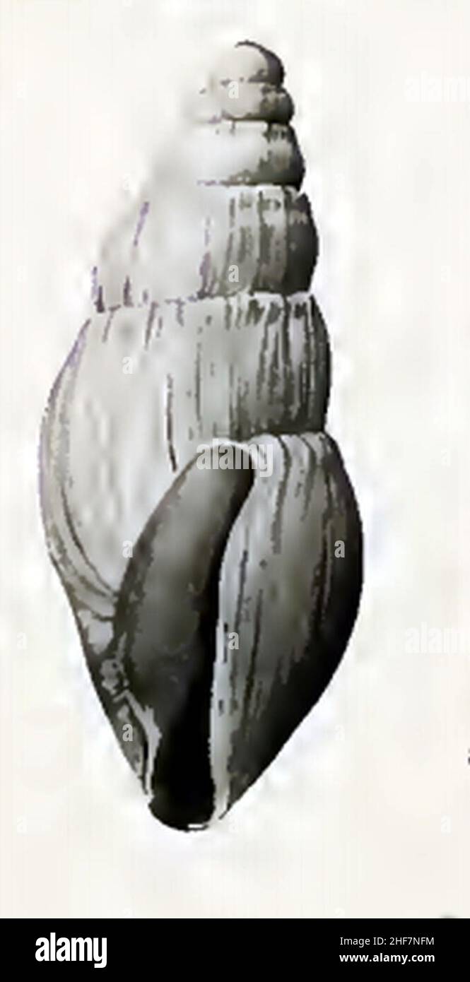 Scrinium hi-res stock photography and images - Alamy