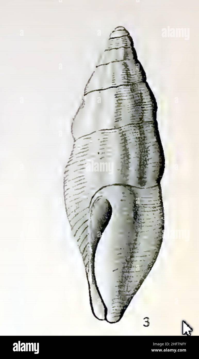 Scrinium hi-res stock photography and images - Alamy