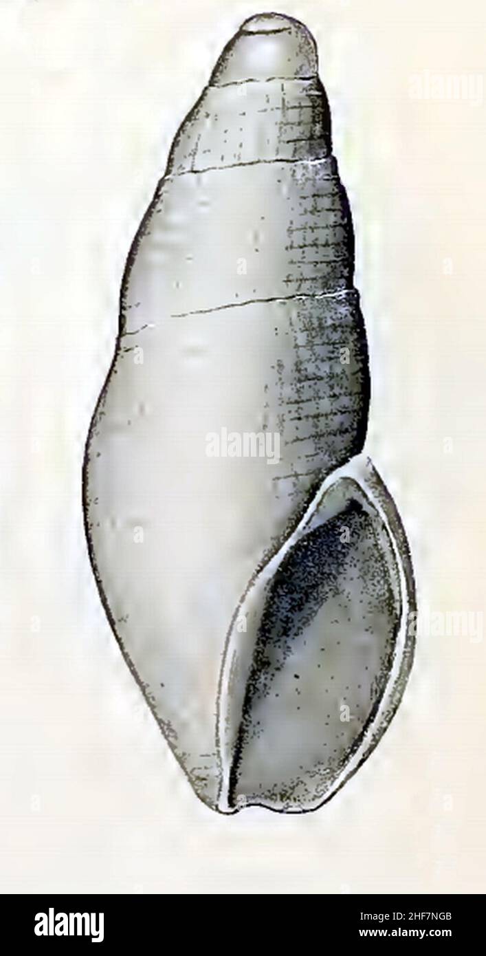 Scrinium hi-res stock photography and images - Alamy