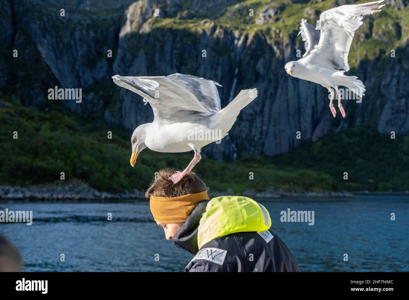 Gull attack person hi-res stock photography and images - Alamy