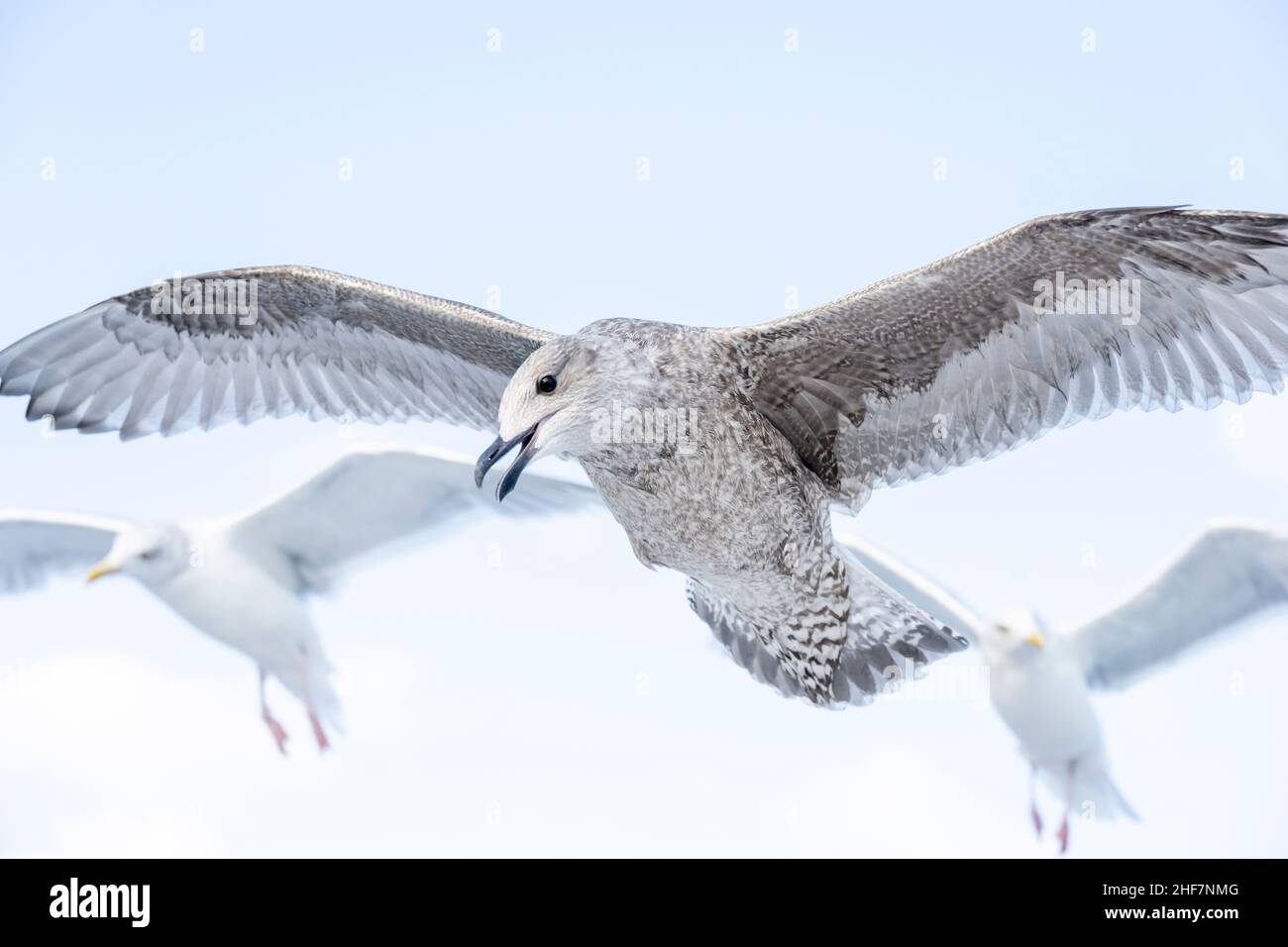 Norway, Nordland, Lofoten, Herring Gulls (Larus argentatus Stock Photo ...