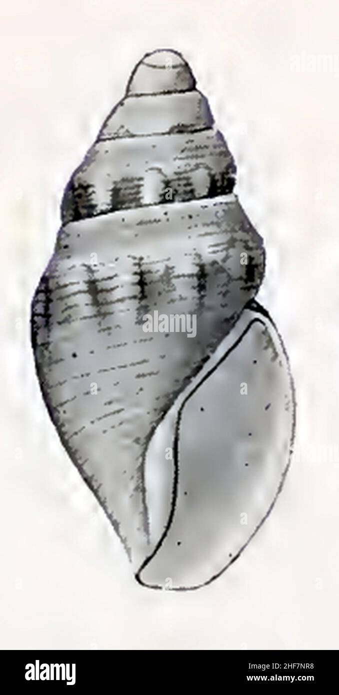 Scrinium hi-res stock photography and images - Alamy