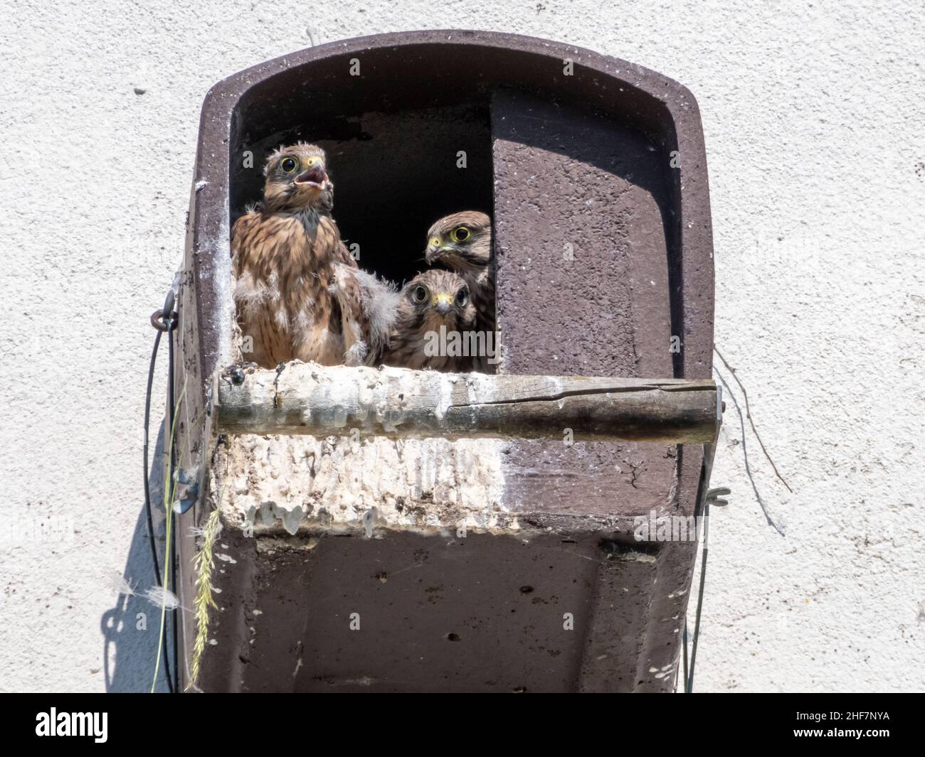 Germany, Baden-Wuerttemberg, kestrel young, in nesting box. Falco ...