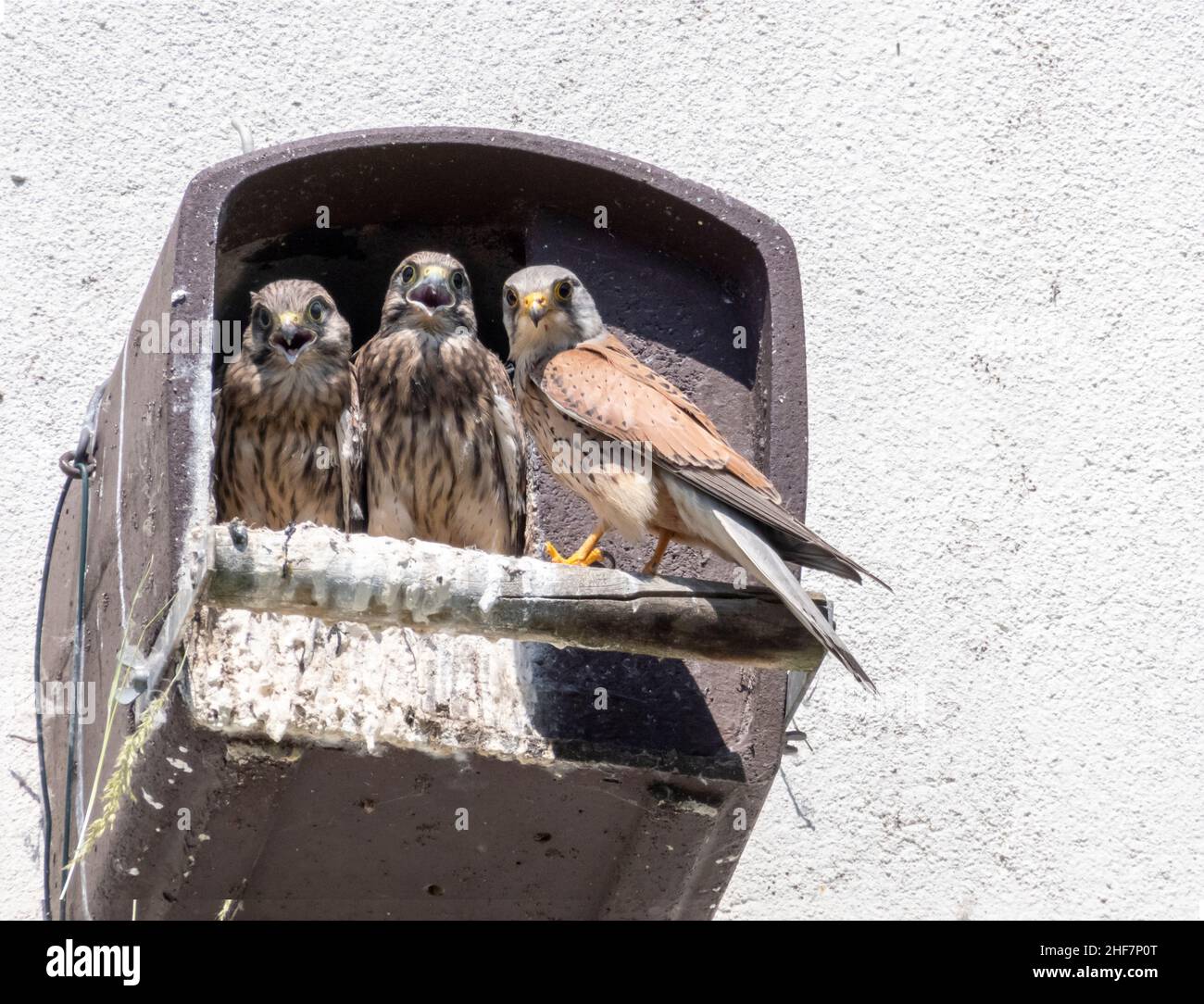Germany, Baden-Wuerttemberg, kestrel young, in nesting box. Falco ...