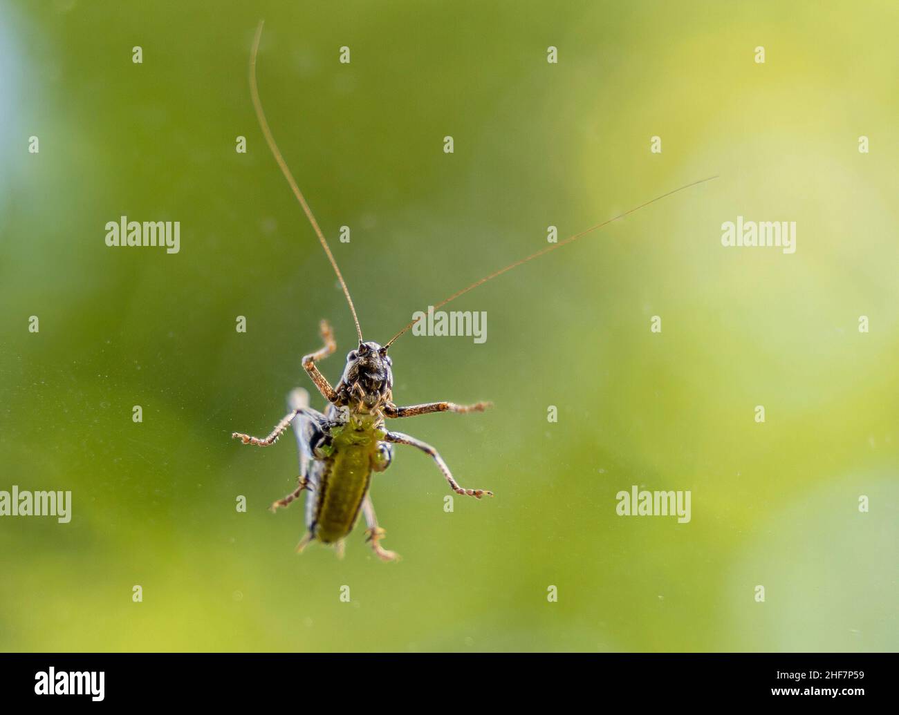 Grasshopper in detail, photographed from below through a pane, Bavaria ...