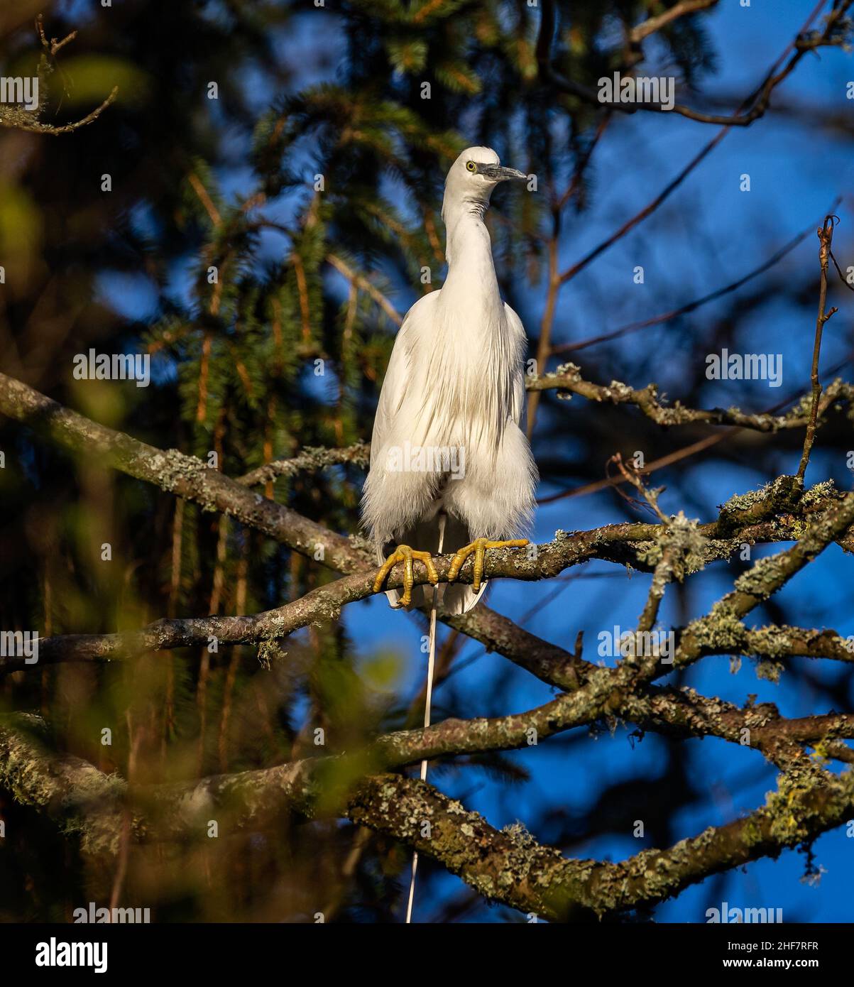 Animal going toilet hi-res stock photography and images - Alamy