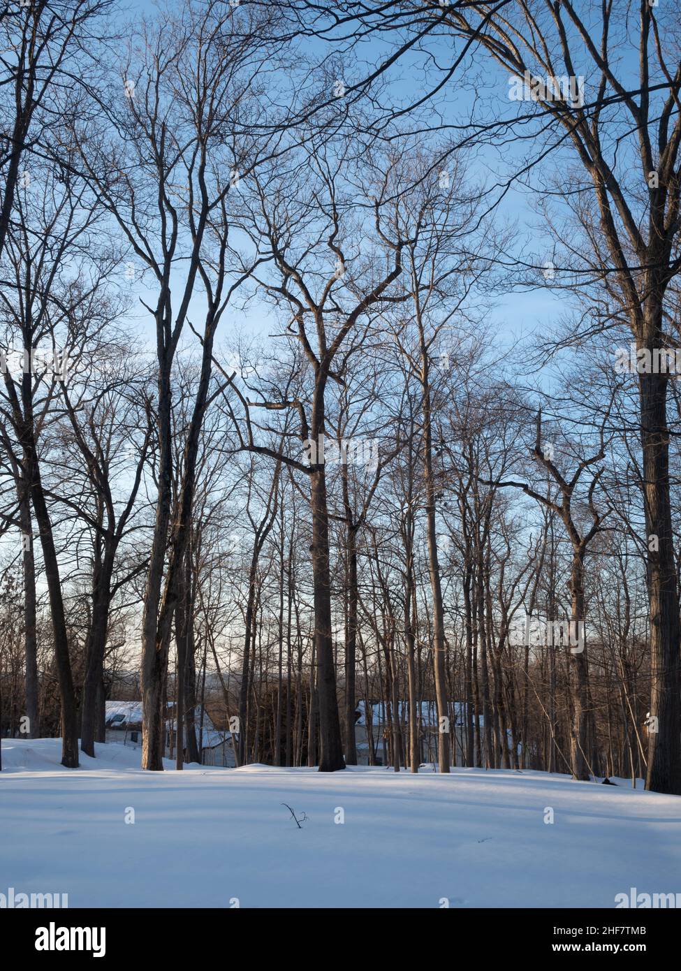 backyard covered with snow in suburban neighborhood in February Stock ...