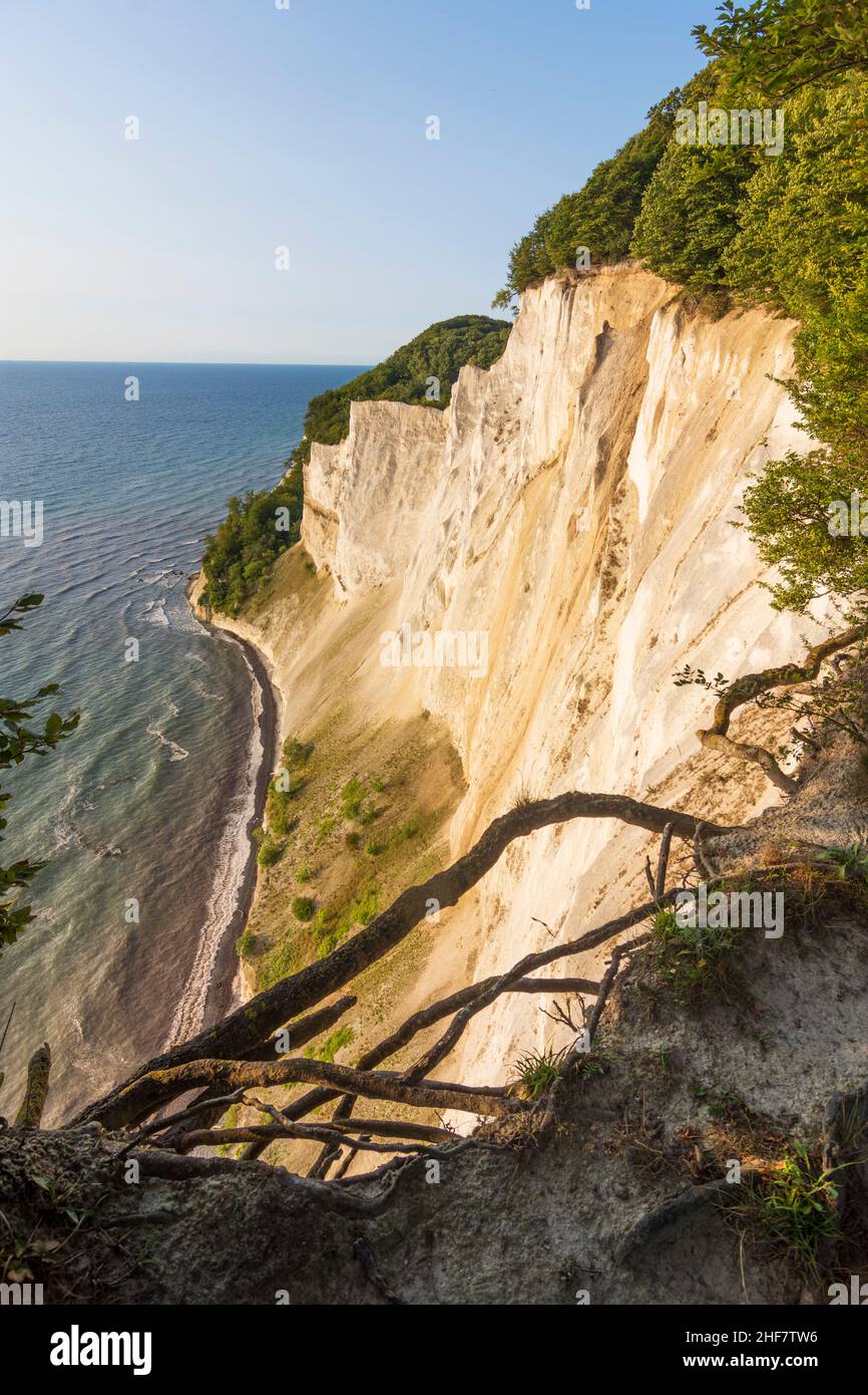 Vordingborg, Moens Klint chalk cliffs, Baltic Sea, beech trees in Moens ...