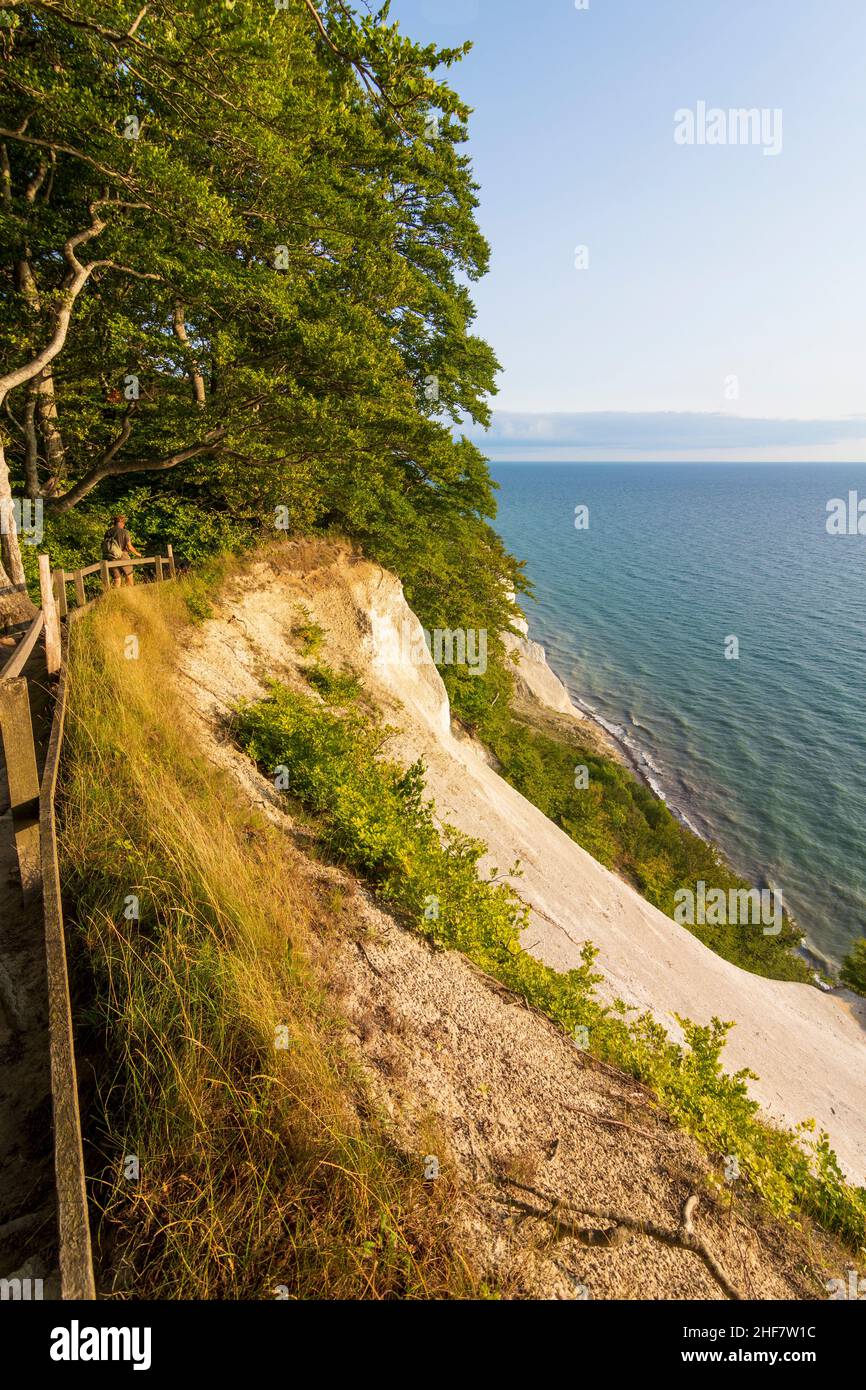 Vordingborg, Moens Klint chalk cliffs, Baltic Sea, beech trees in Moens ...