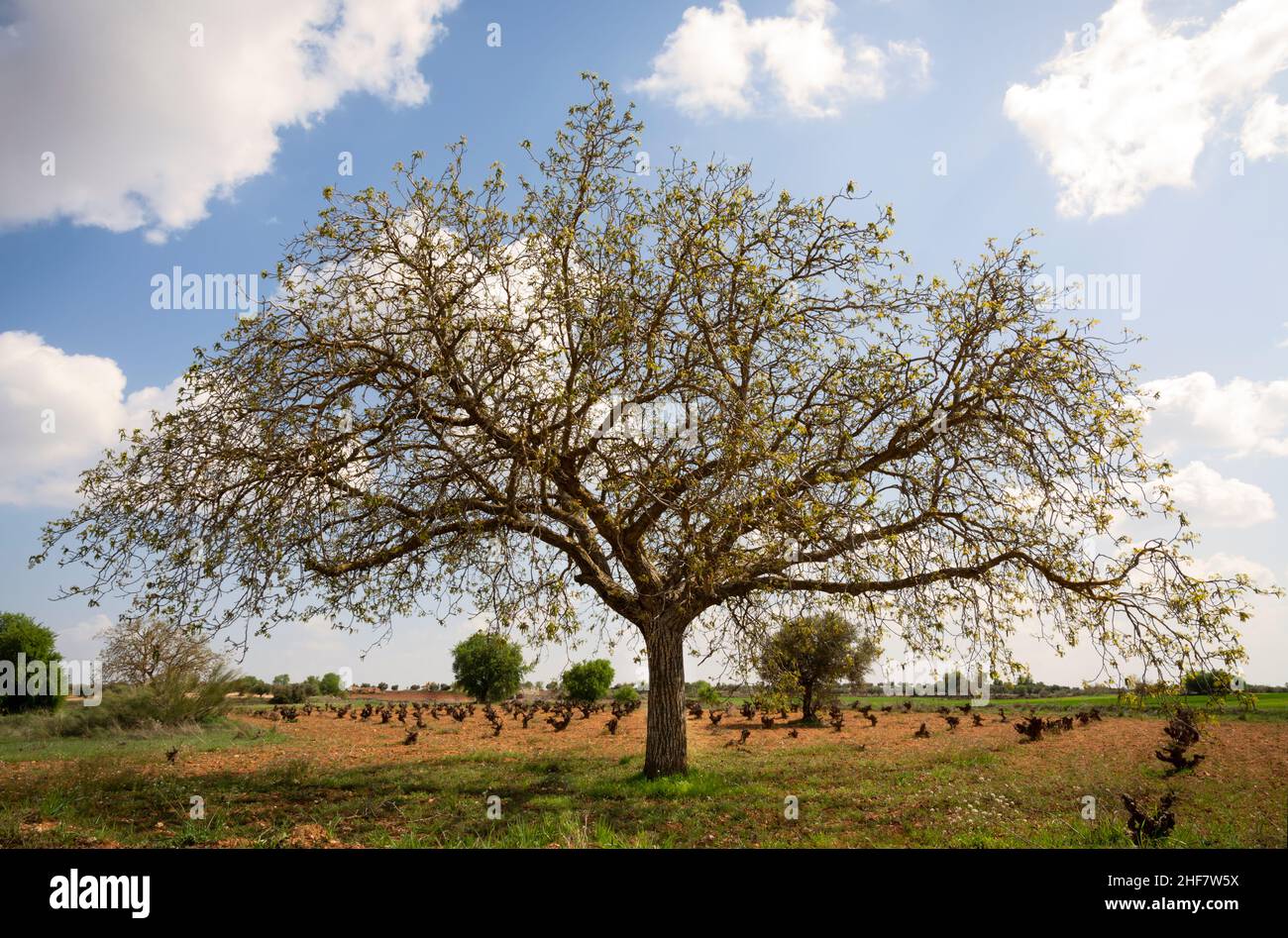 Walnut tree in Spring, at the beginning of a field with rows of vines ...