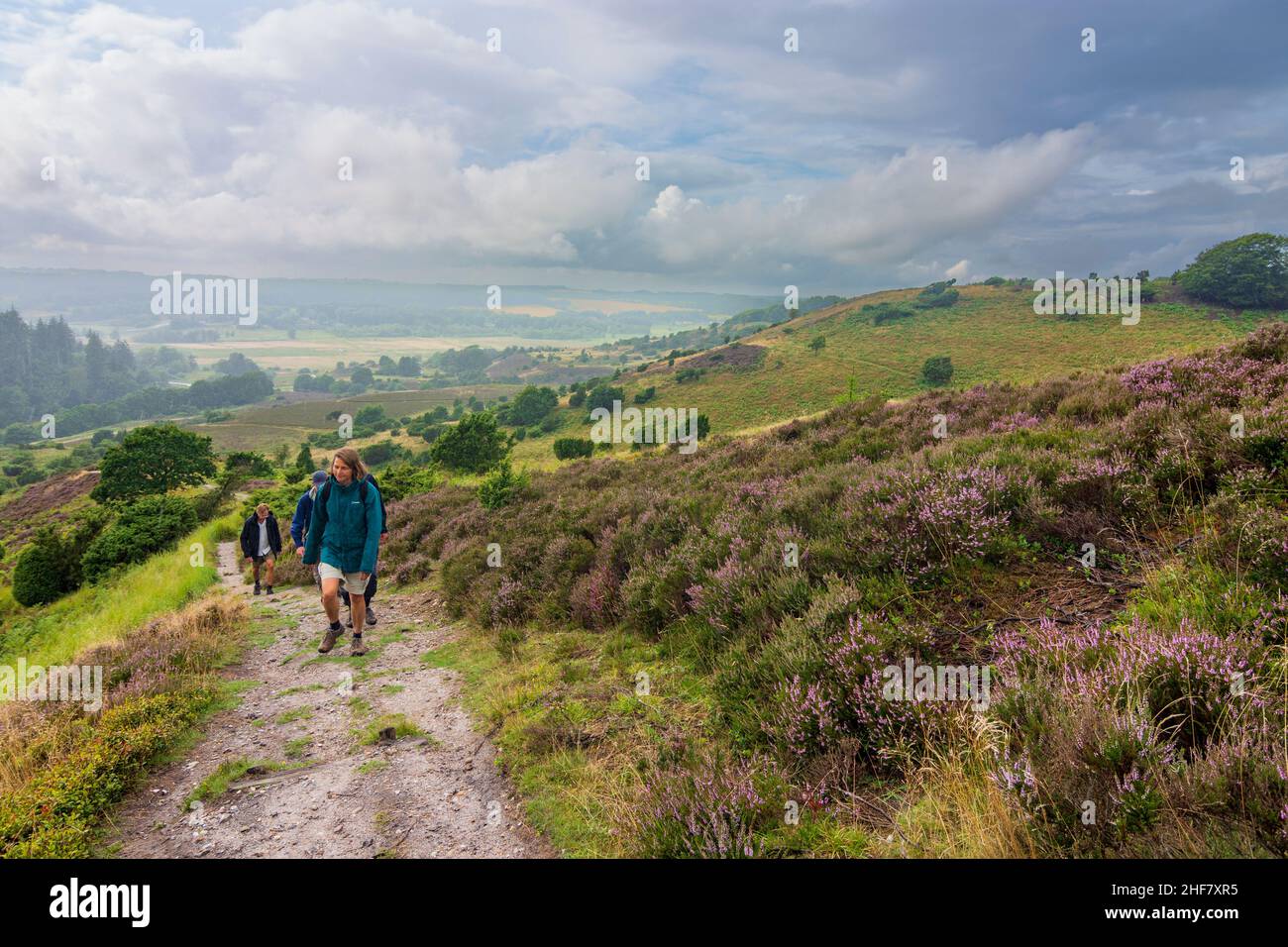 Rebild, Rebild National Park, heath, hiker in Rebild Bakker, Jylland ...