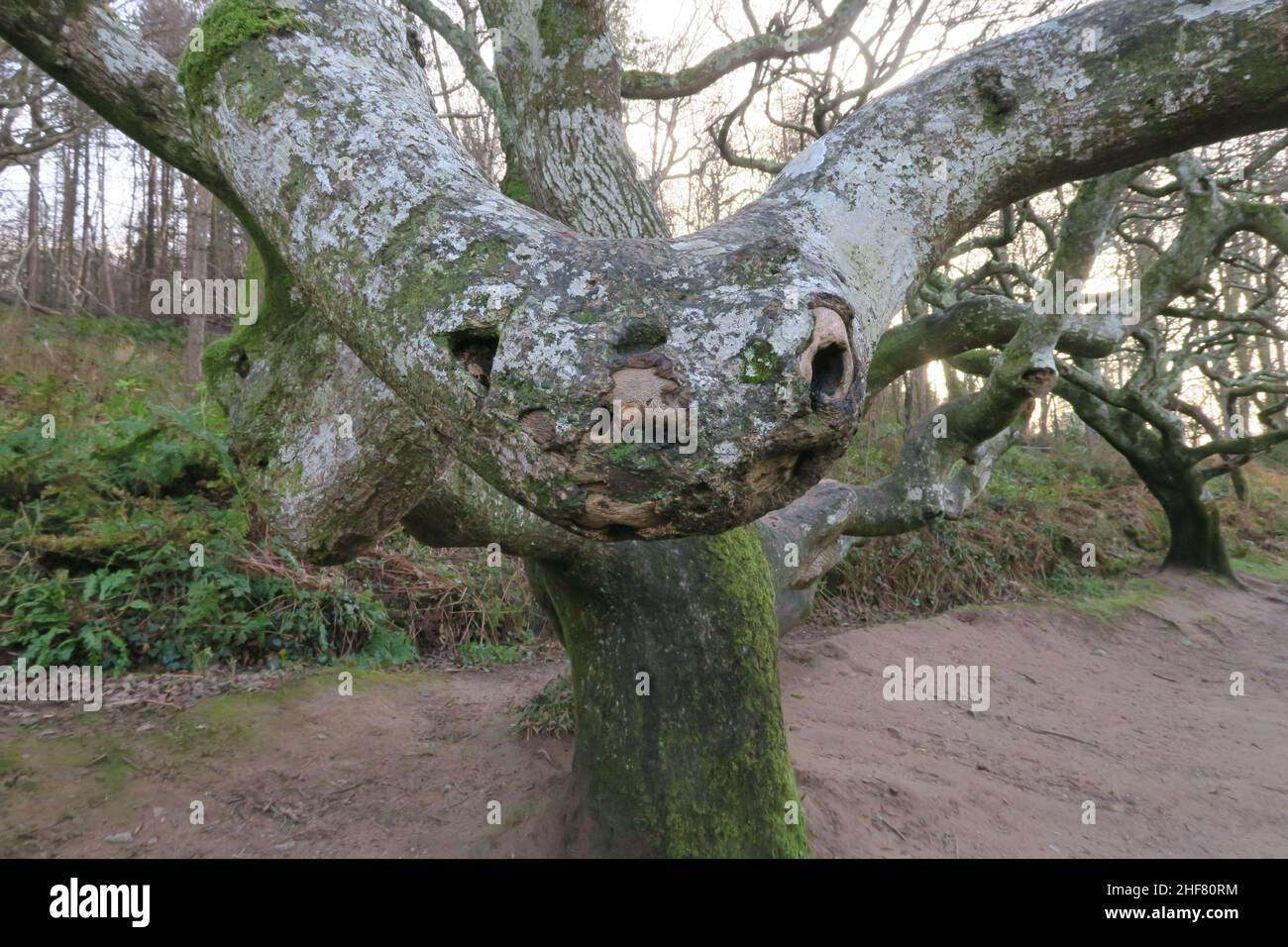 A twisted branch of a tree which looks like a snake, or a kola bear ...