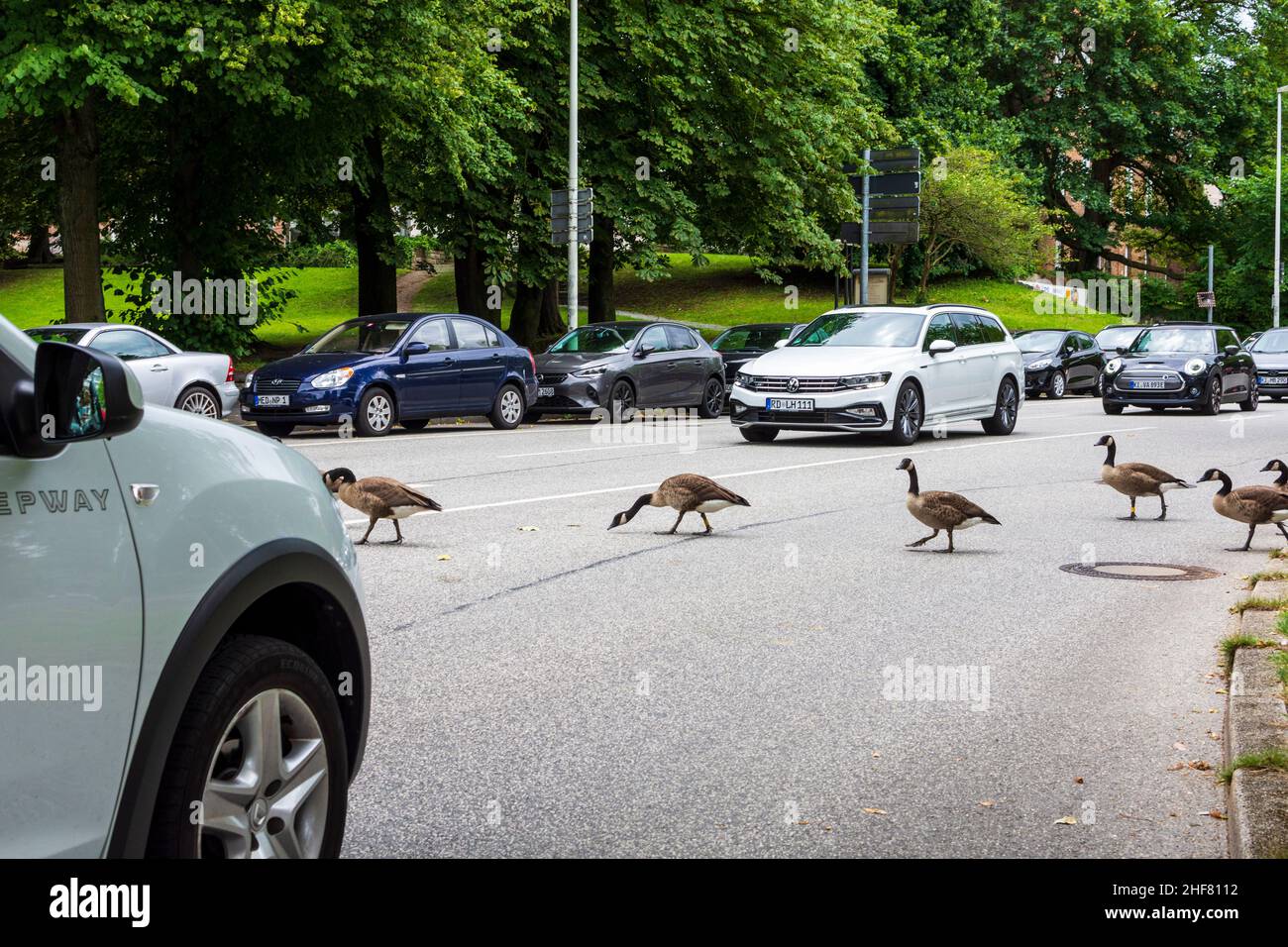 Canada geese branta canadensis crossing road hi-res stock photography ...