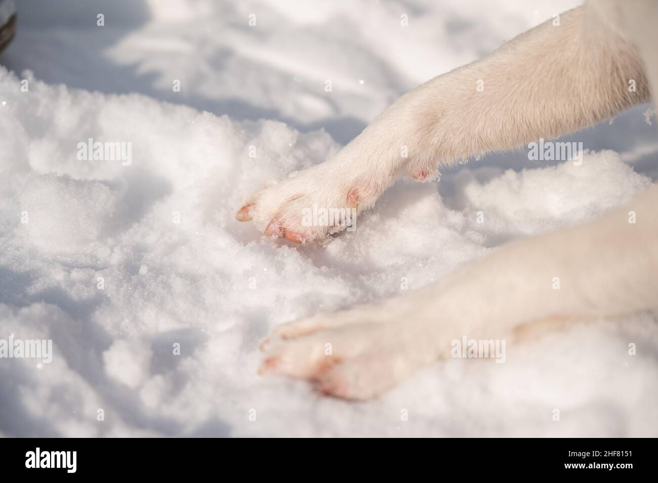 Finger cold temperature snow hi-res stock photography and images - Alamy