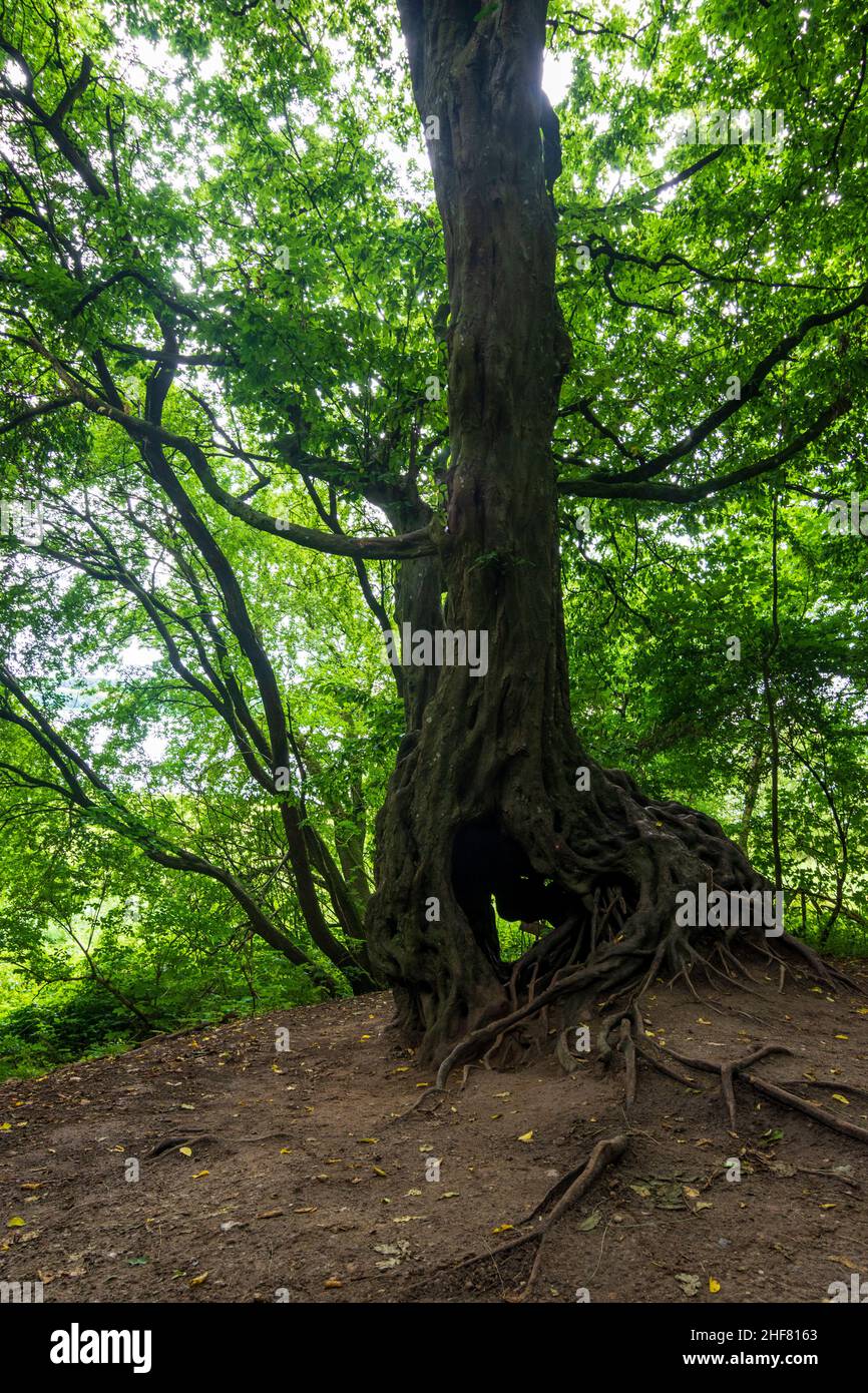 Trees with air roots hi-res stock photography and images - Alamy