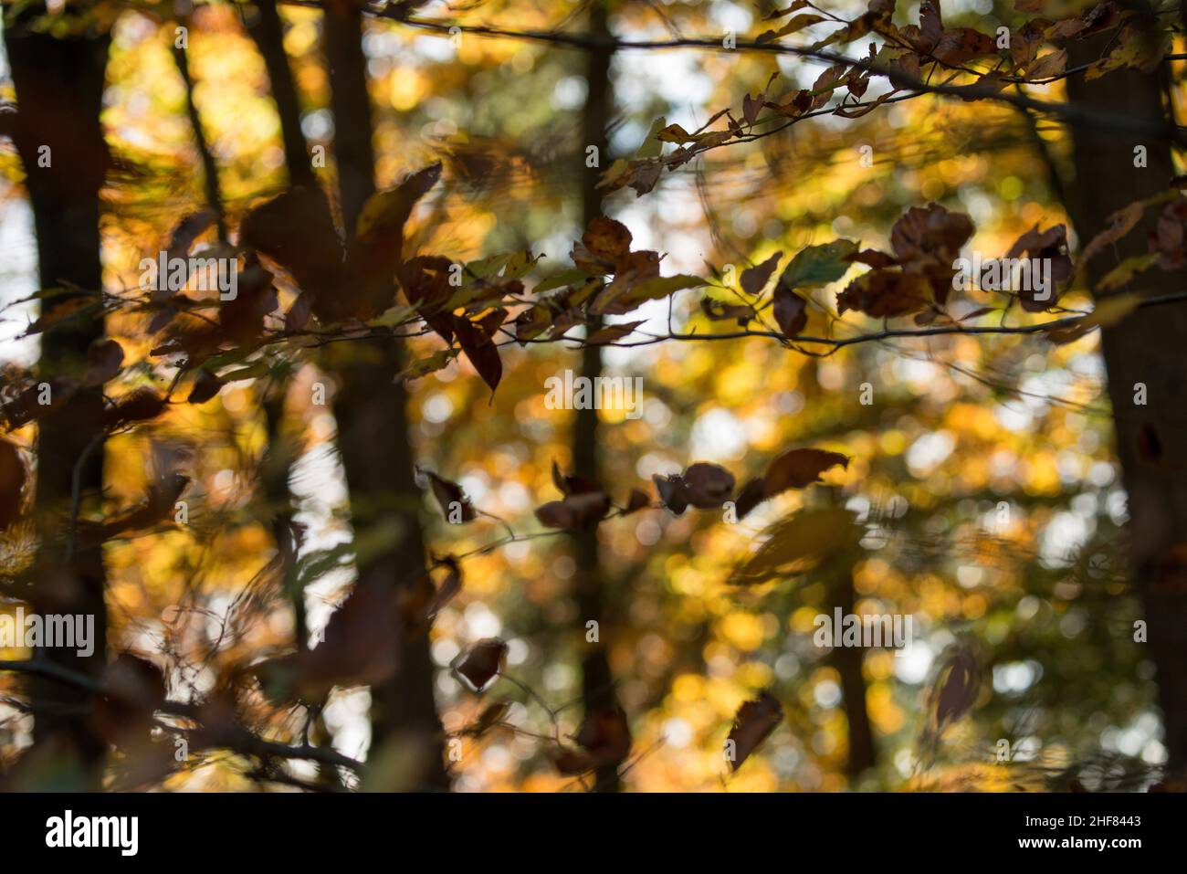 Foliage forest hi-res stock photography and images - Alamy