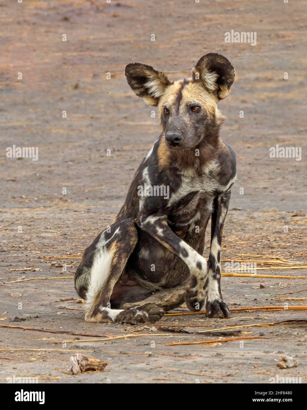 Lycaon l pictus hi-res stock photography and images - Alamy