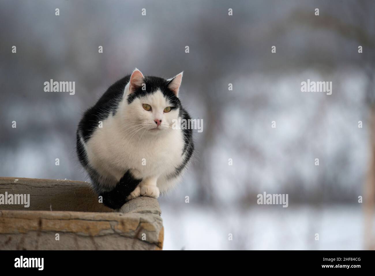 black and white tomcat, pet, outdoors Stock Photo - Alamy