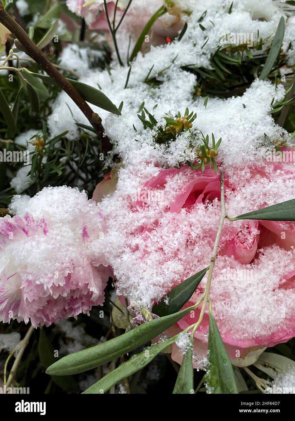 Flake flowers hi-res stock photography and images - Alamy