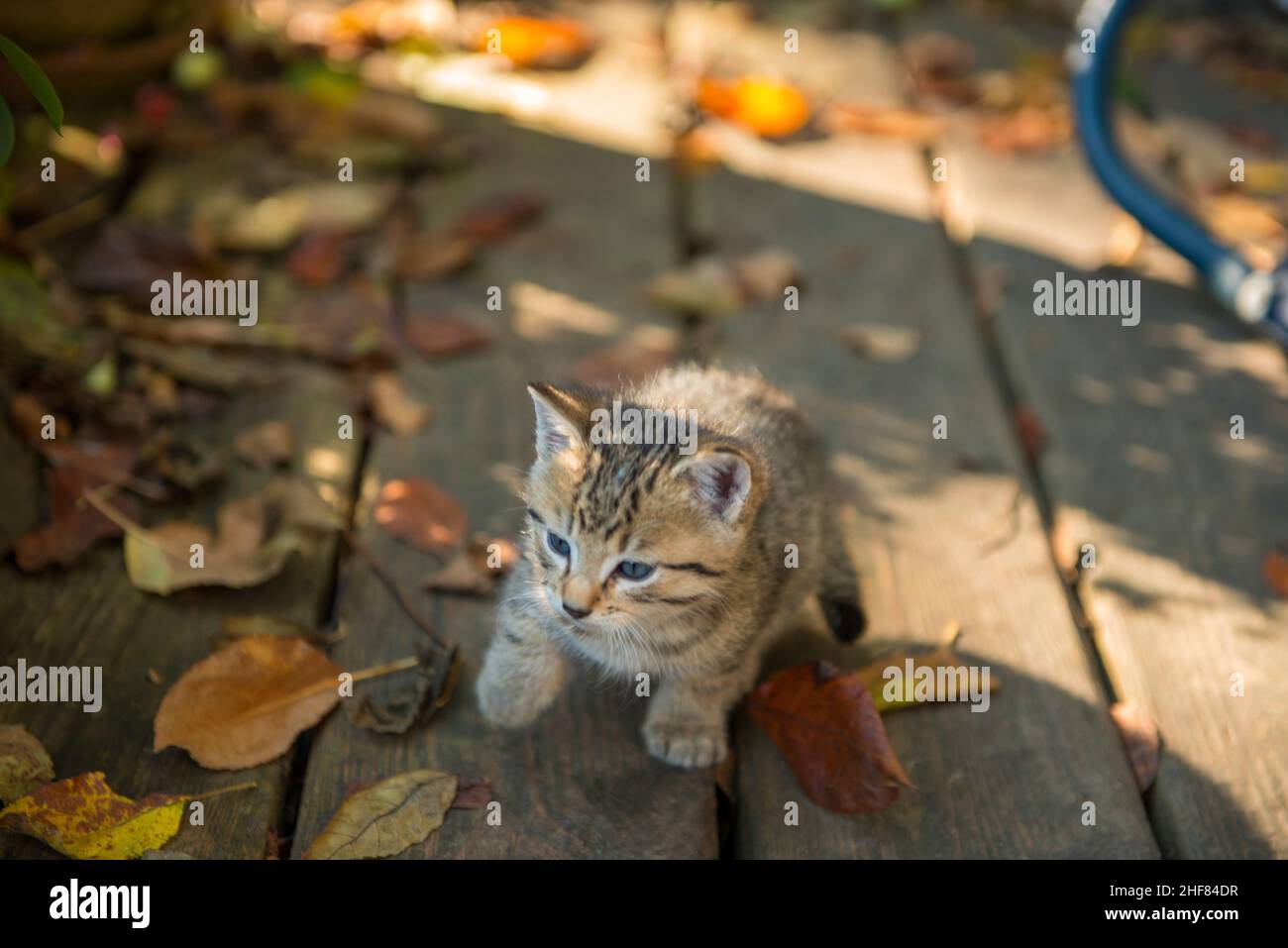 young cat, tabby, autumn, tomcat Stock Photo - Alamy
