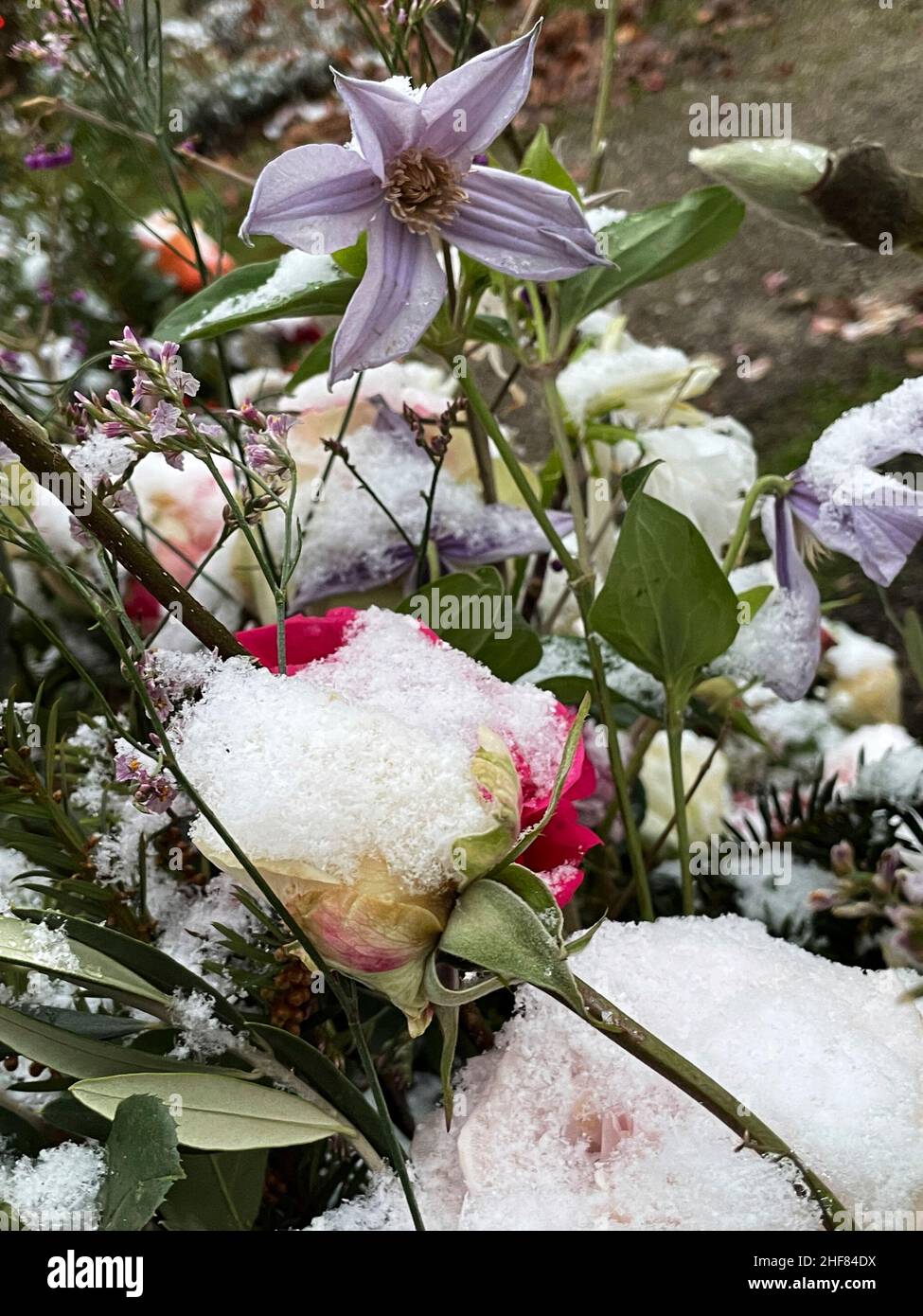 Flowers in the snow, frozen Stock Photo - Alamy