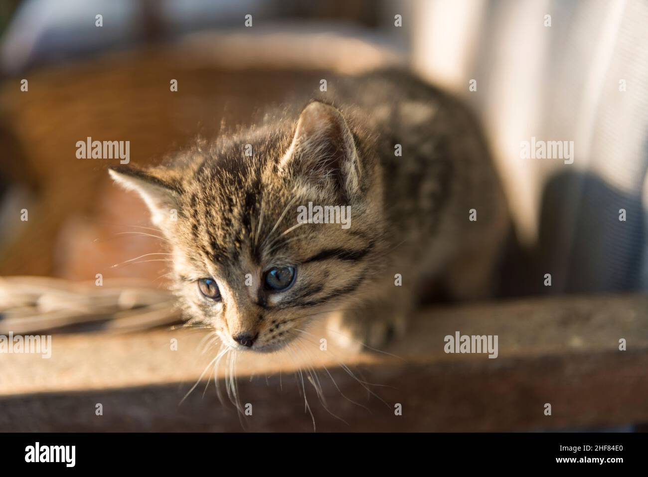 Tabby tiger cat hi-res stock photography and images - Alamy