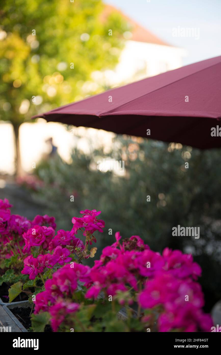 Flower, geranium, balcony, terrace Stock Photo - Alamy