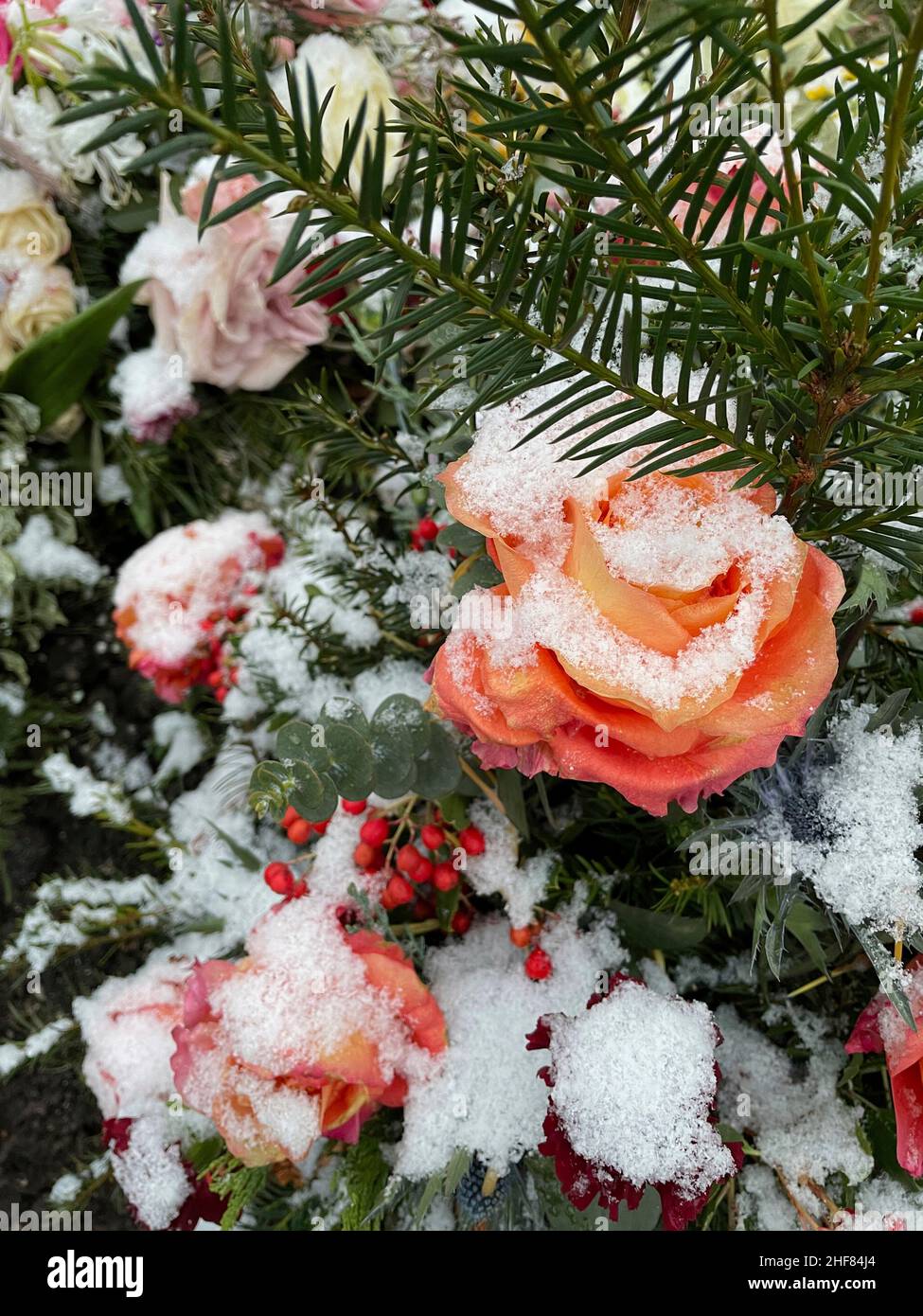 Flowers in the snow, frozen Stock Photo - Alamy