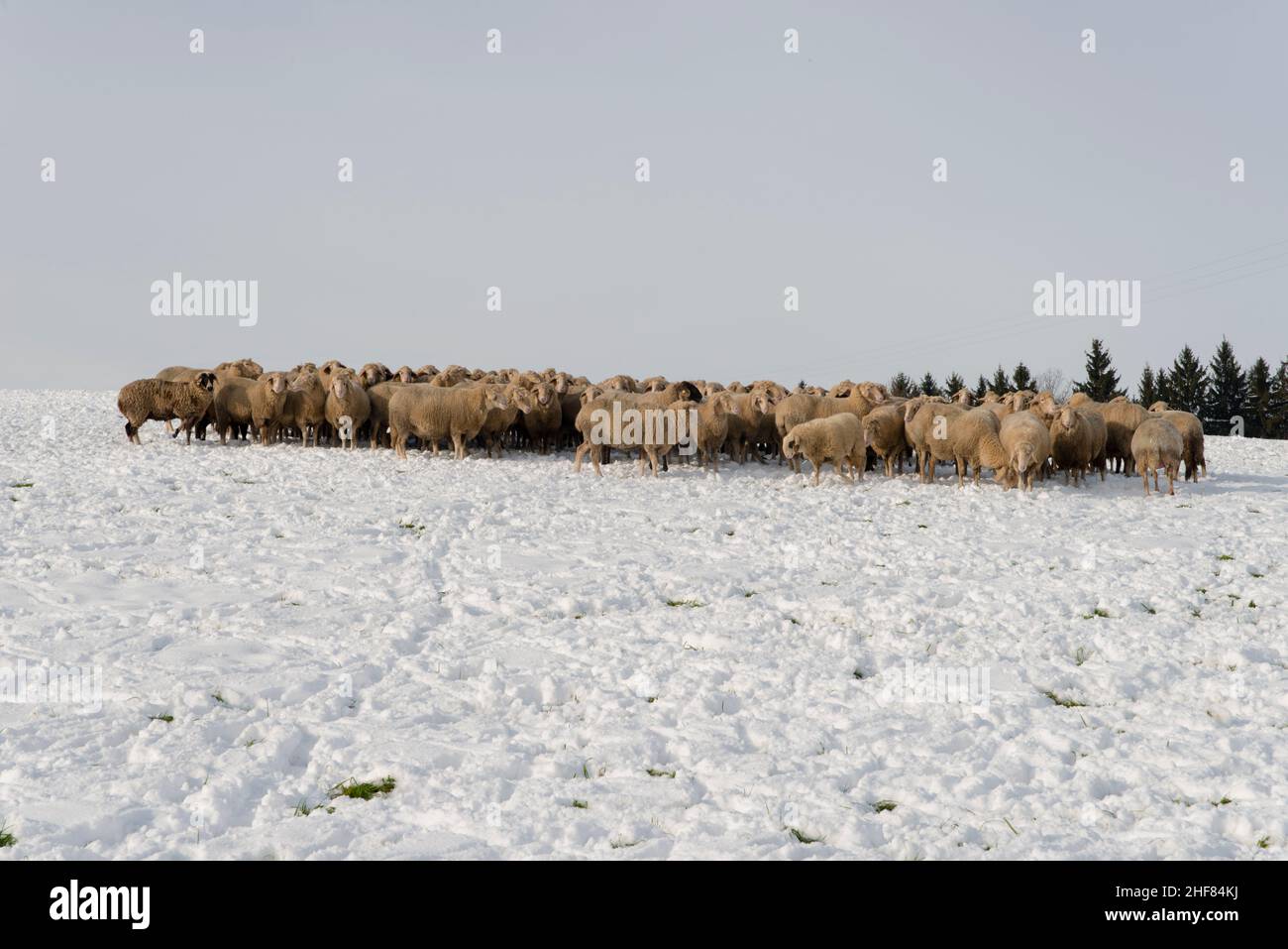 Winter landscape sheep in hi-res stock photography and images - Alamy