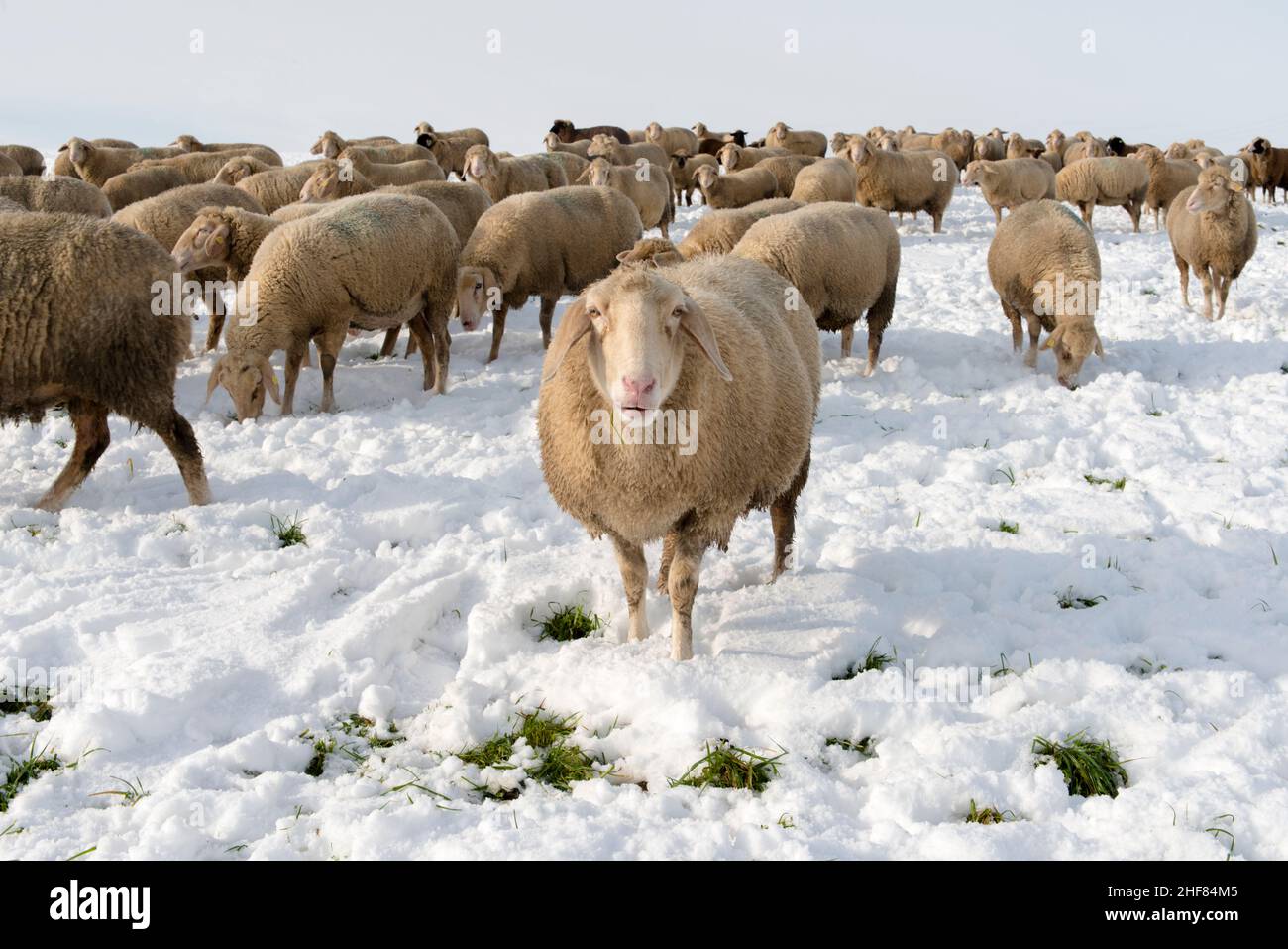 Wintery sheep hi-res stock photography and images - Alamy