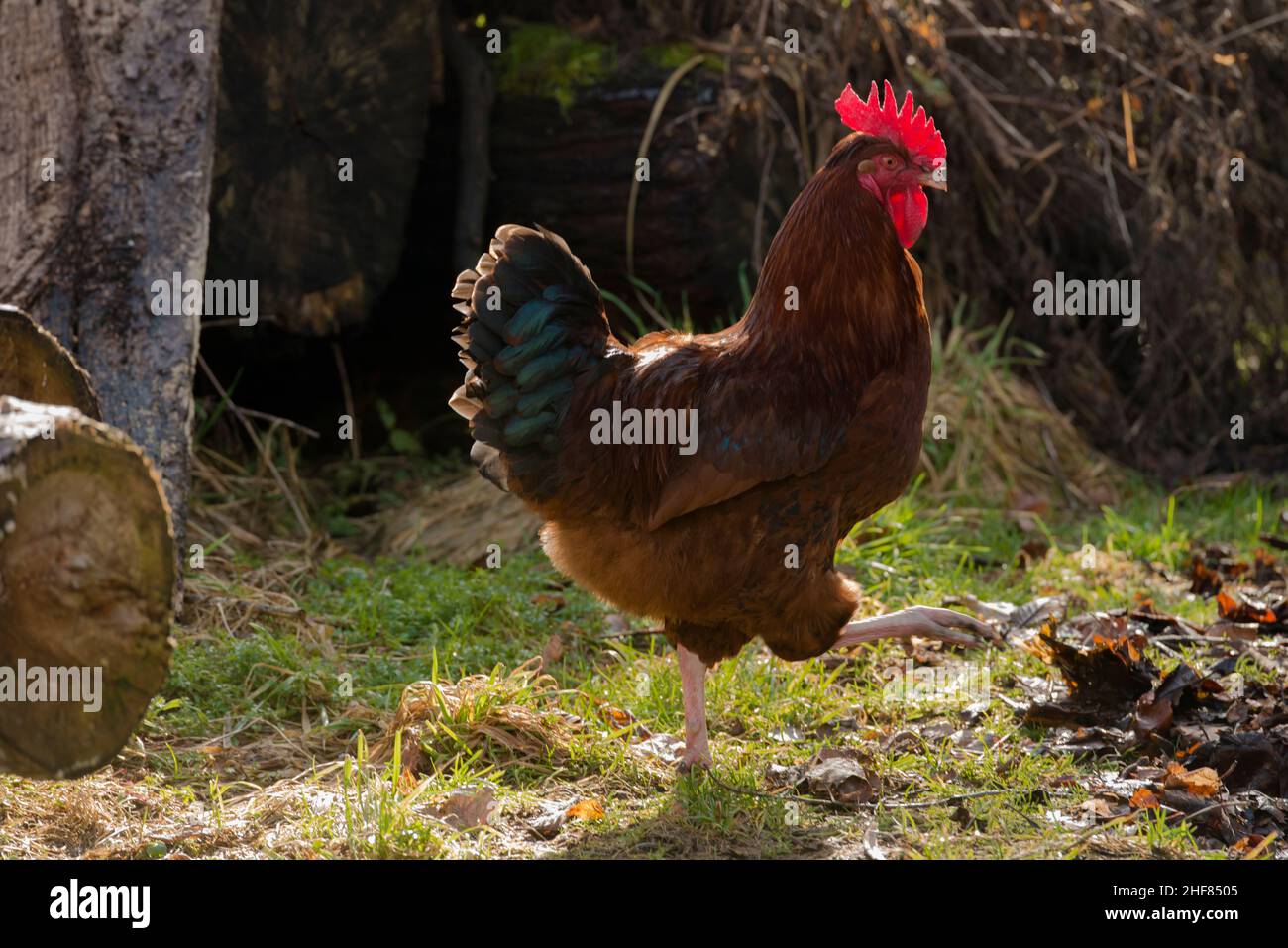 Rooster, rooster, running free Stock Photo - Alamy