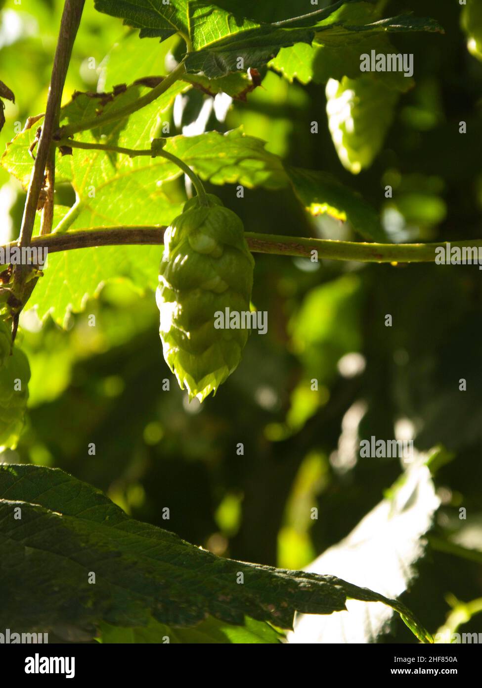 Climbing plants hi-res stock photography and images - Alamy