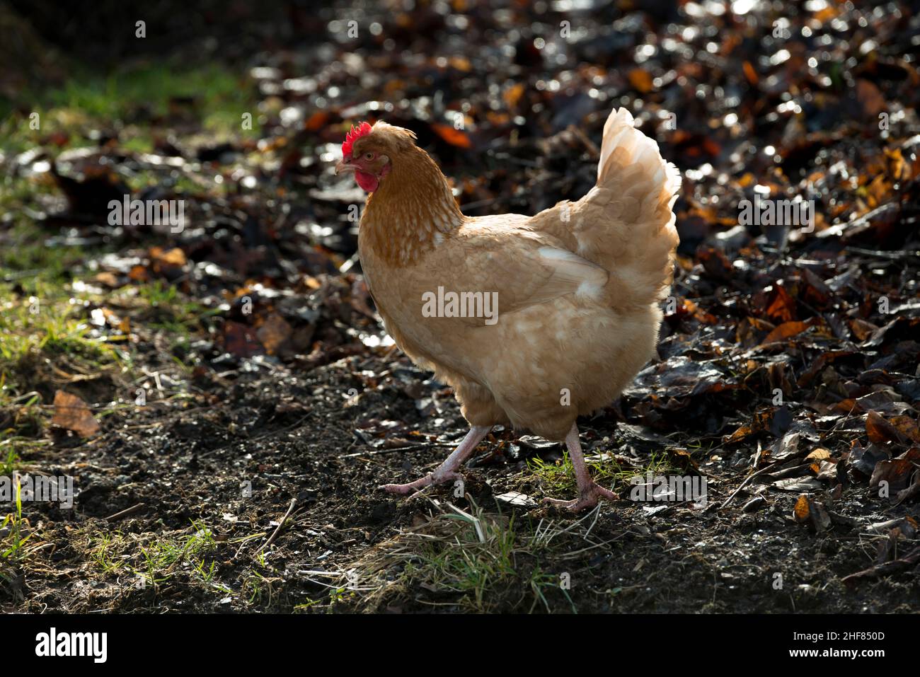 Happy chickens hi-res stock photography and images - Alamy
