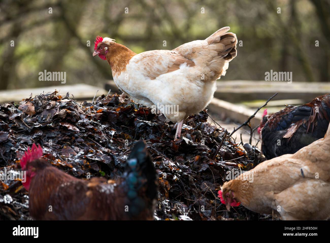 Poultry farm for breeding chickens hi-res stock photography and images ...