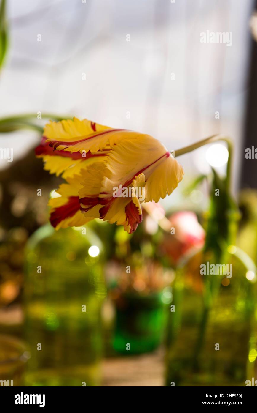 Spring blossom, single tulip, vase, parrot tulip Stock Photo - Alamy