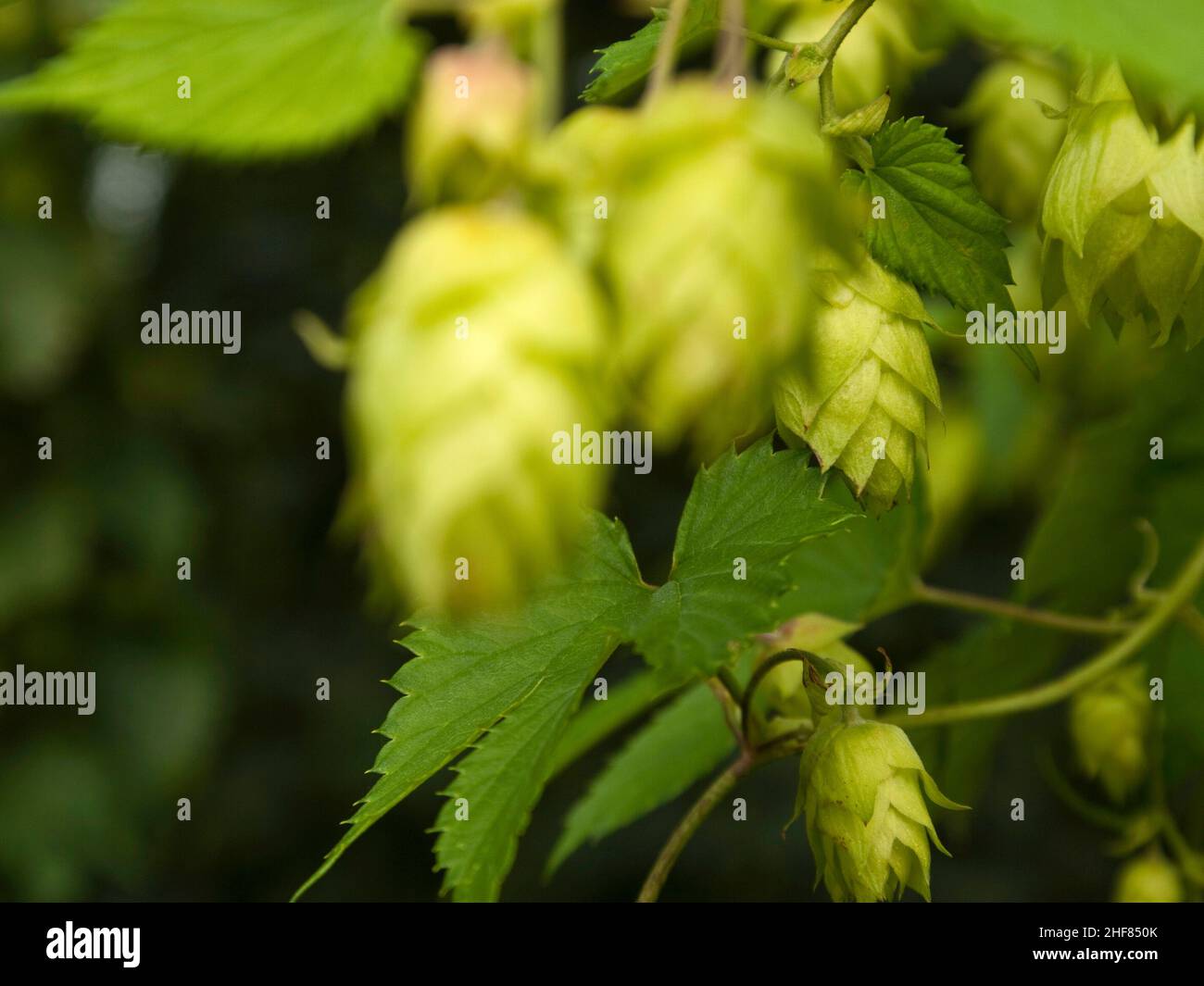 Climbing plants tendrils hi-res stock photography and images - Alamy