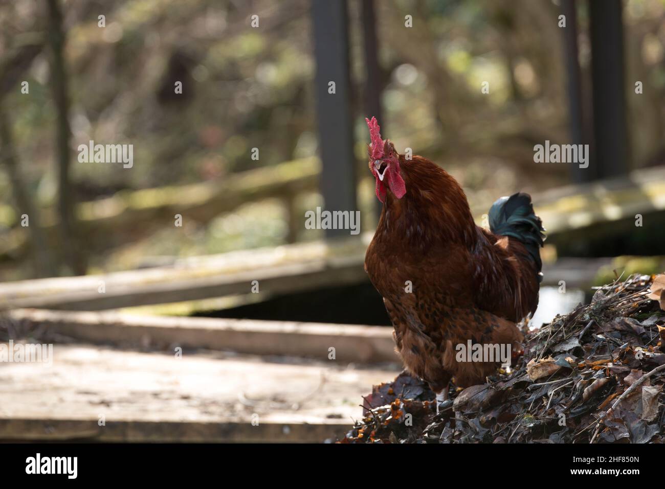 Rooster, rooster, running free Stock Photo - Alamy