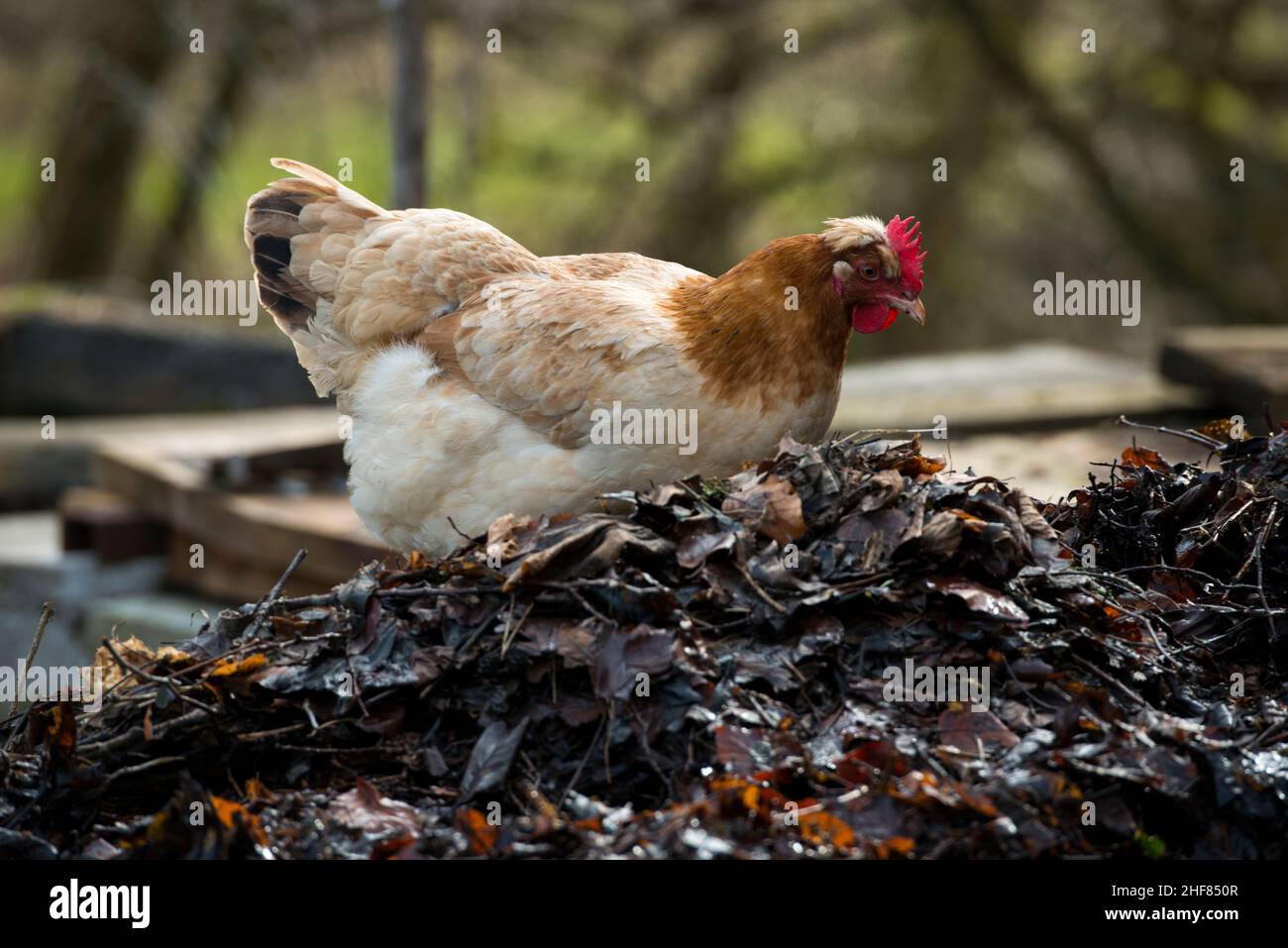 Chicken outdoors, farm, species-appropriate Stock Photo - Alamy