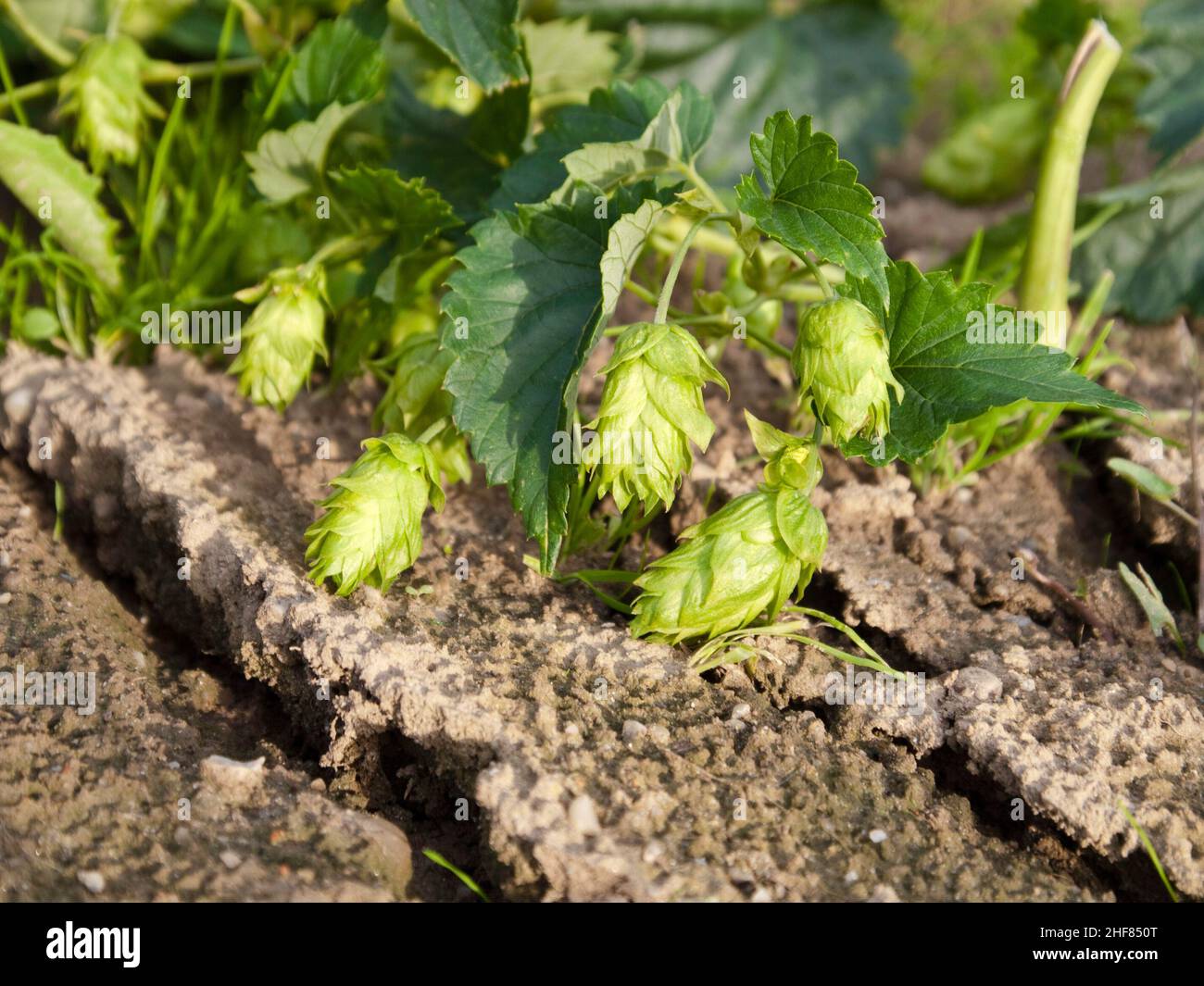 Hops, hop umbels, climbing plants, Hallertau Stock Photo - Alamy