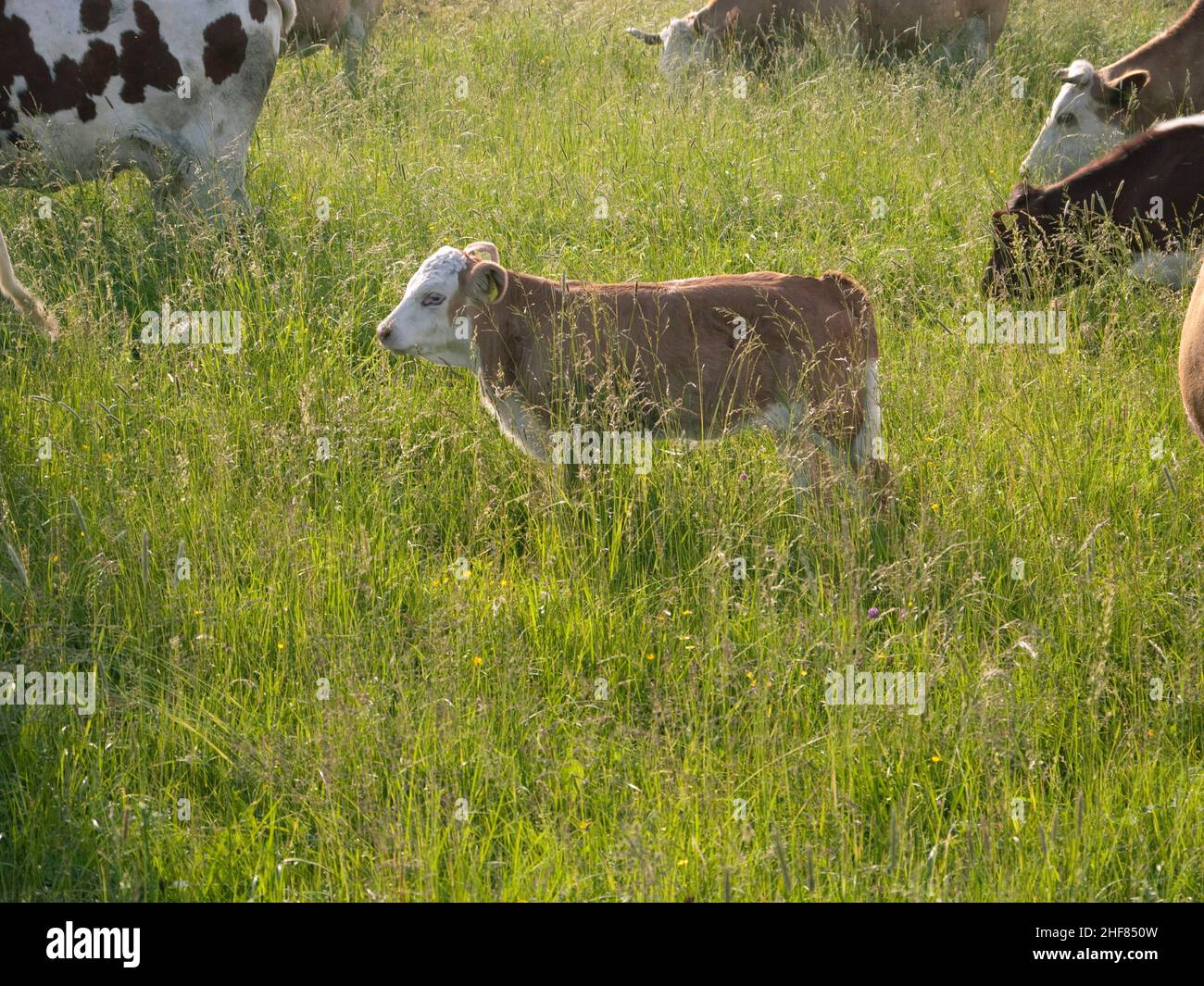 Calf, fresh pasture, herd of cows Stock Photo - Alamy